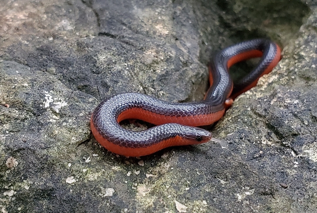 13 Types of Black Snakes with Pictures - Identification Guide