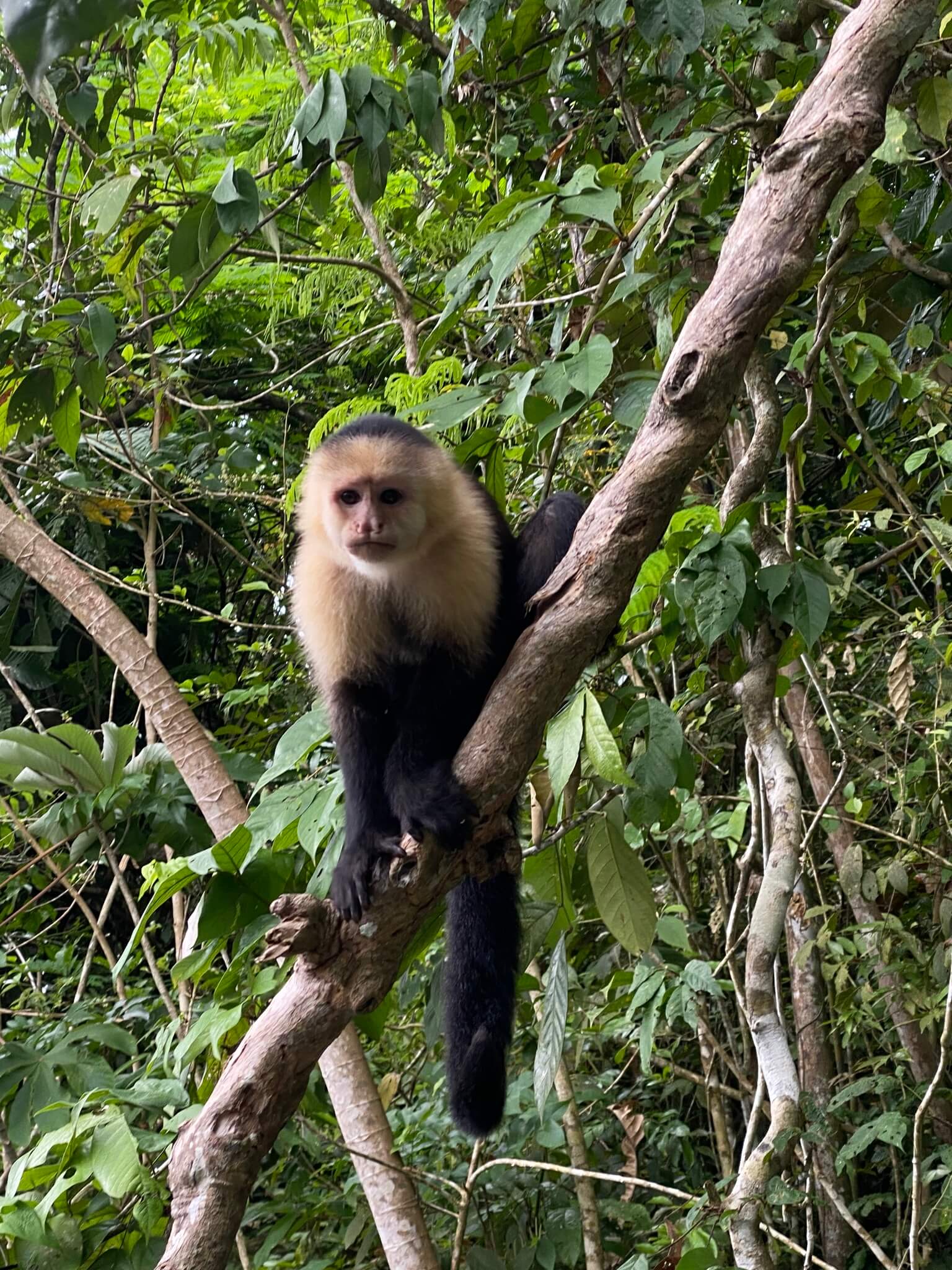 21 Black and White Monkeys (with Pictures)