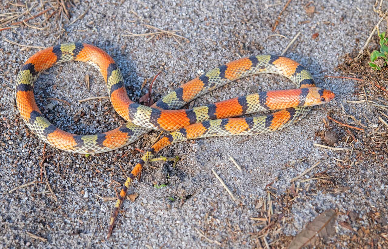 13 Vivid Orange Snakes You Might Encounter (with Pictures)