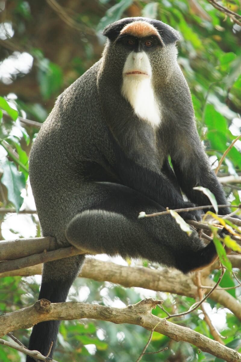 21 Black and White Monkeys (with Pictures)