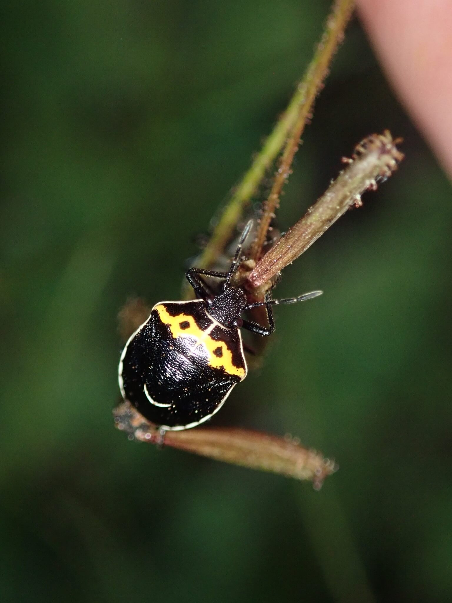 30 Types of Stink Bugs - Identification Guide and Pictures