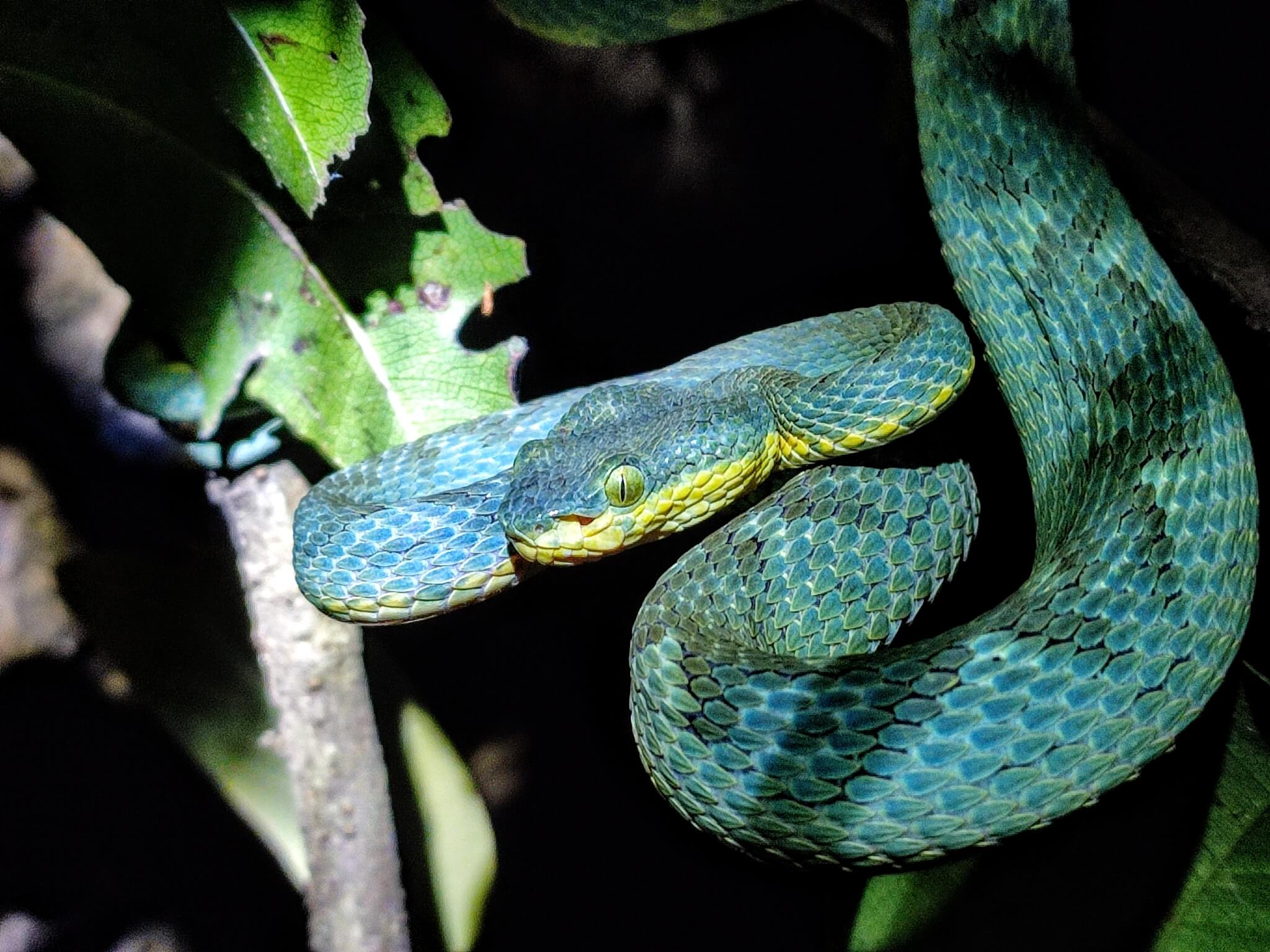 20 Amazing Blue Snakes in The World (with Pictures)