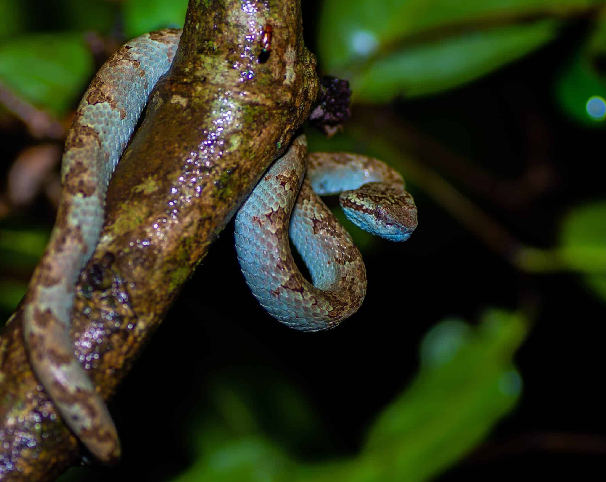 20 Amazing Blue Snakes in The World (with Pictures)