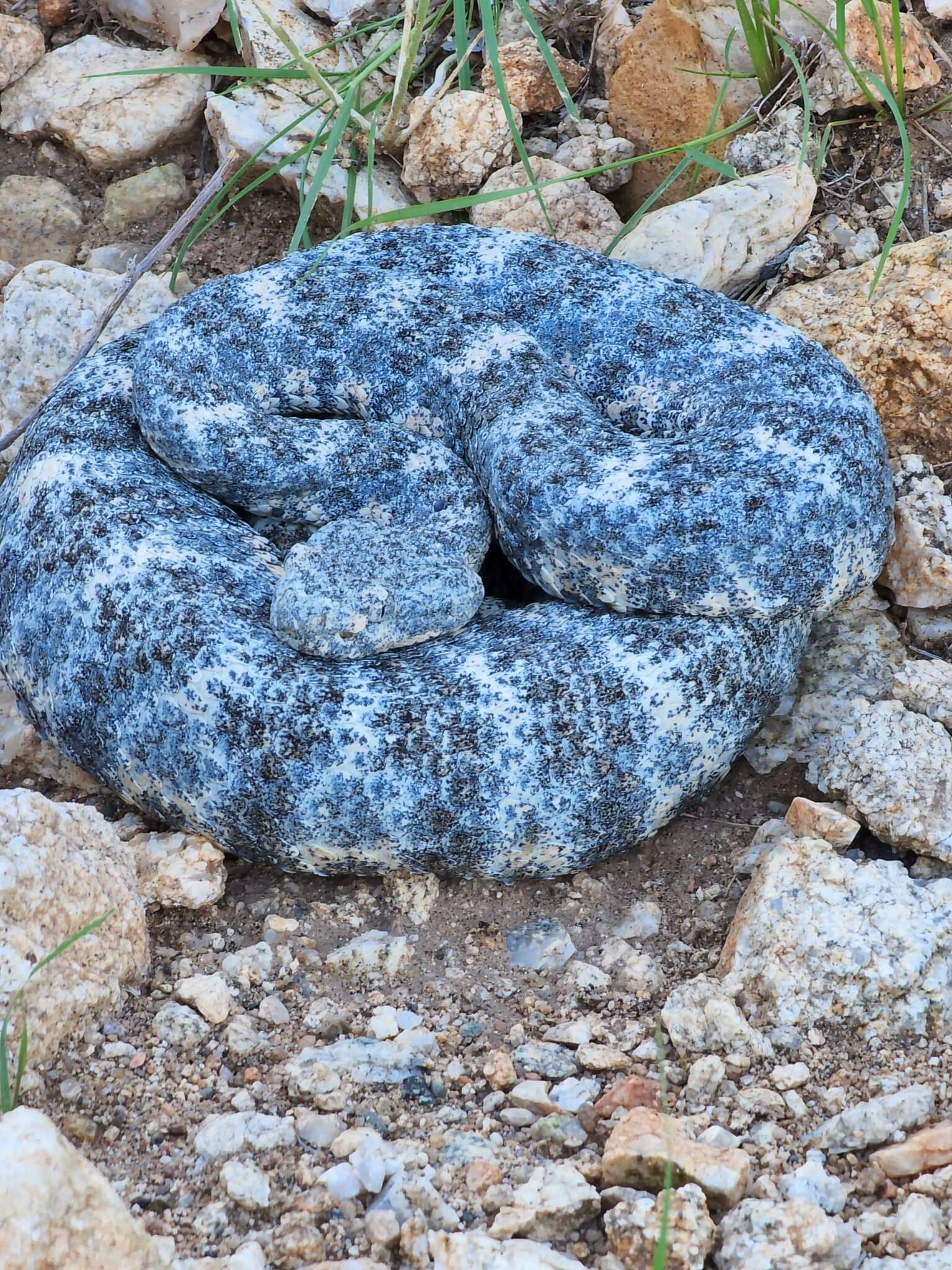 18 Gray Snakes You May See (Some Species Are Venomous)