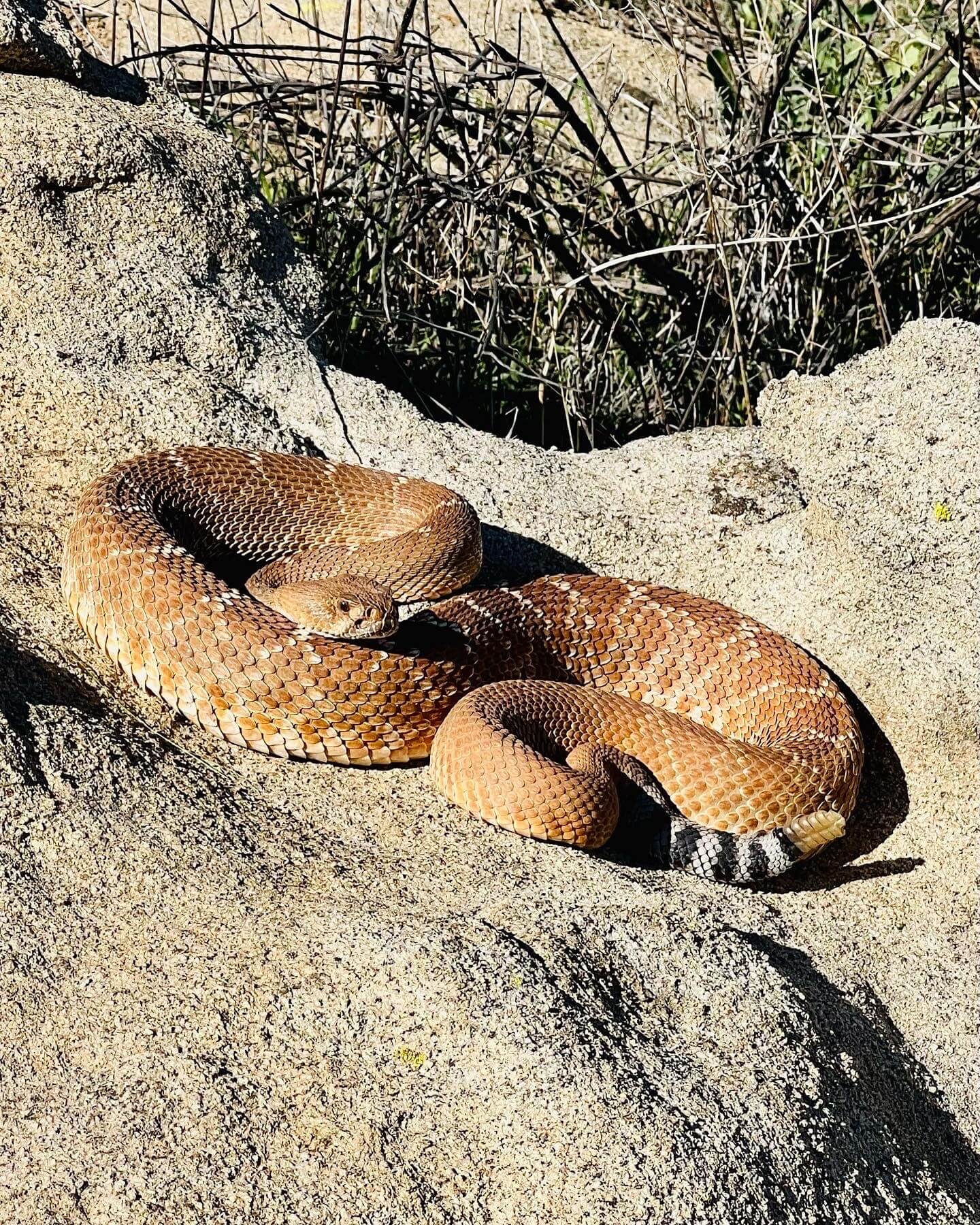 13 Vivid Orange Snakes You Might Encounter (with Pictures)
