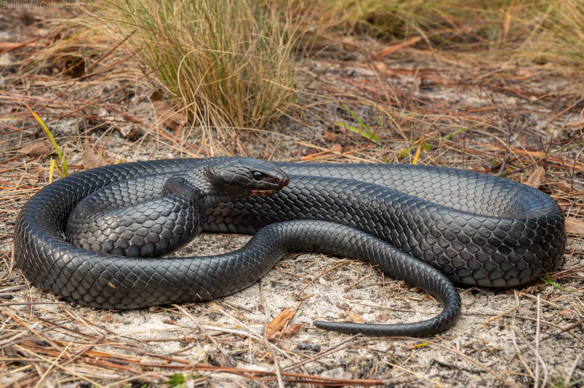 13 Types of Black Snakes with Pictures - Identification Guide