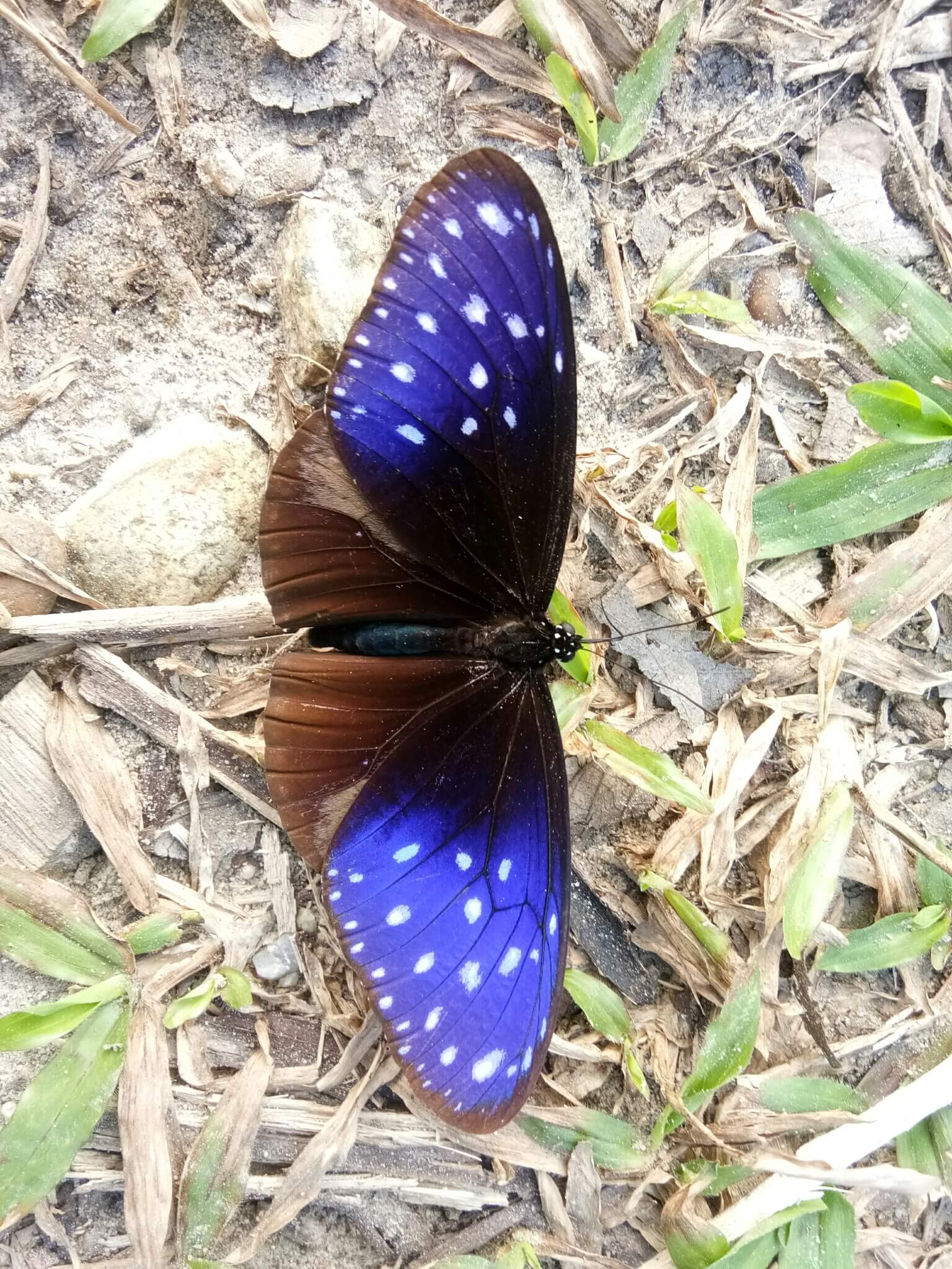 23 Amazing Purple Butterflies in The World (with Pictures)
