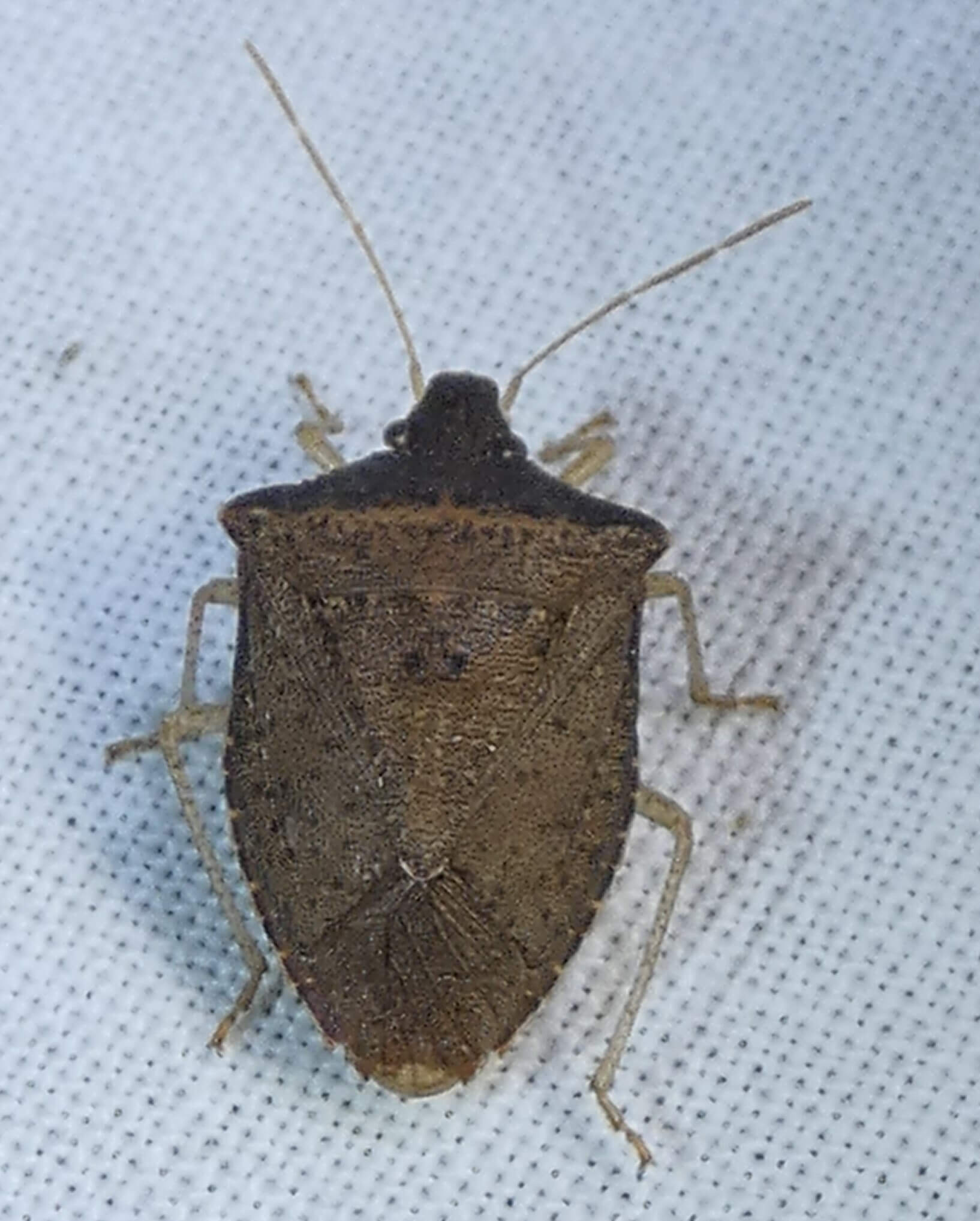 30 Types of Stink Bugs - Identification Guide and Pictures