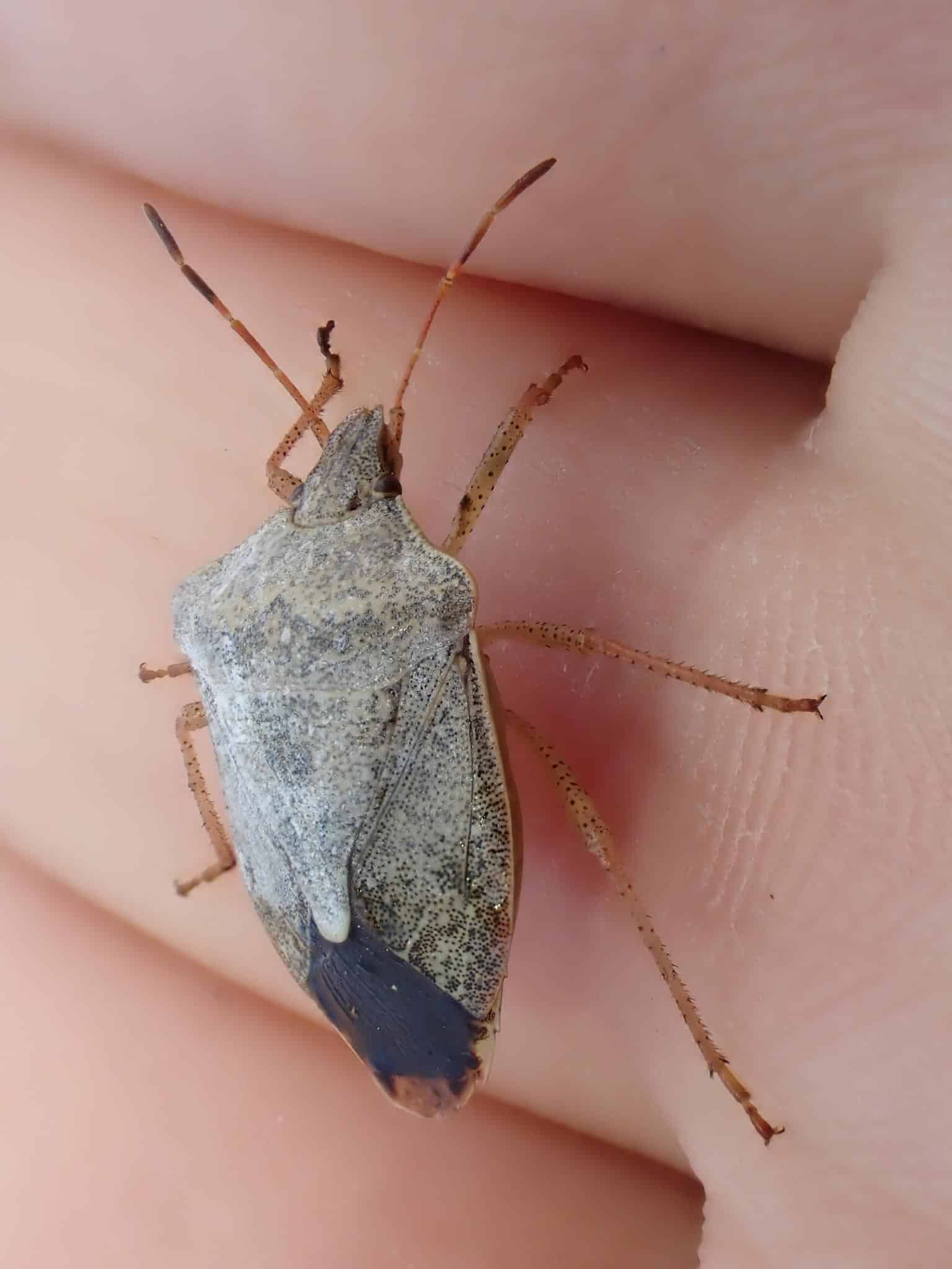 30 Types of Stink Bugs - Identification Guide and Pictures