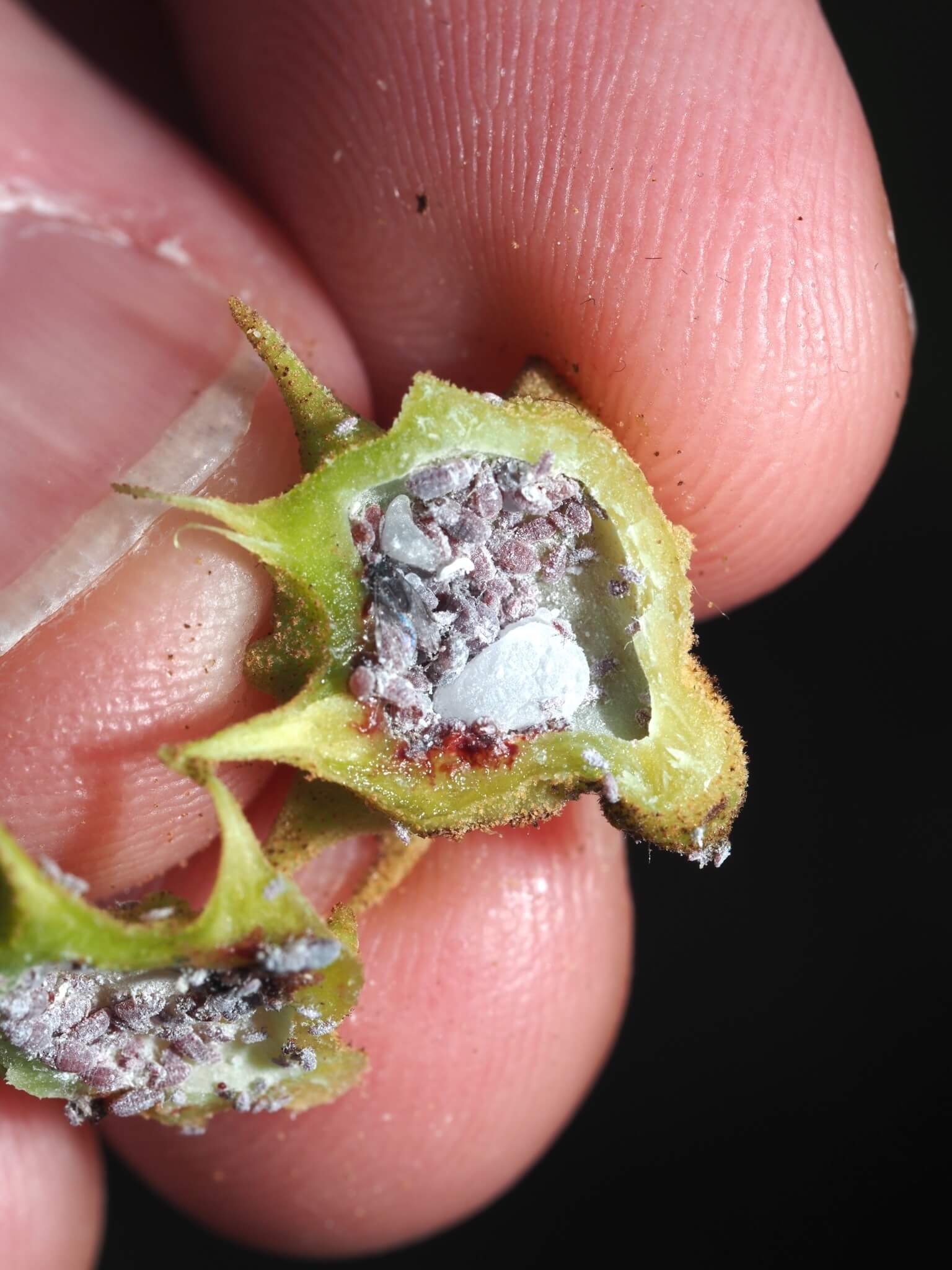 30 Types of Aphids In North America (Pictures & Identification)