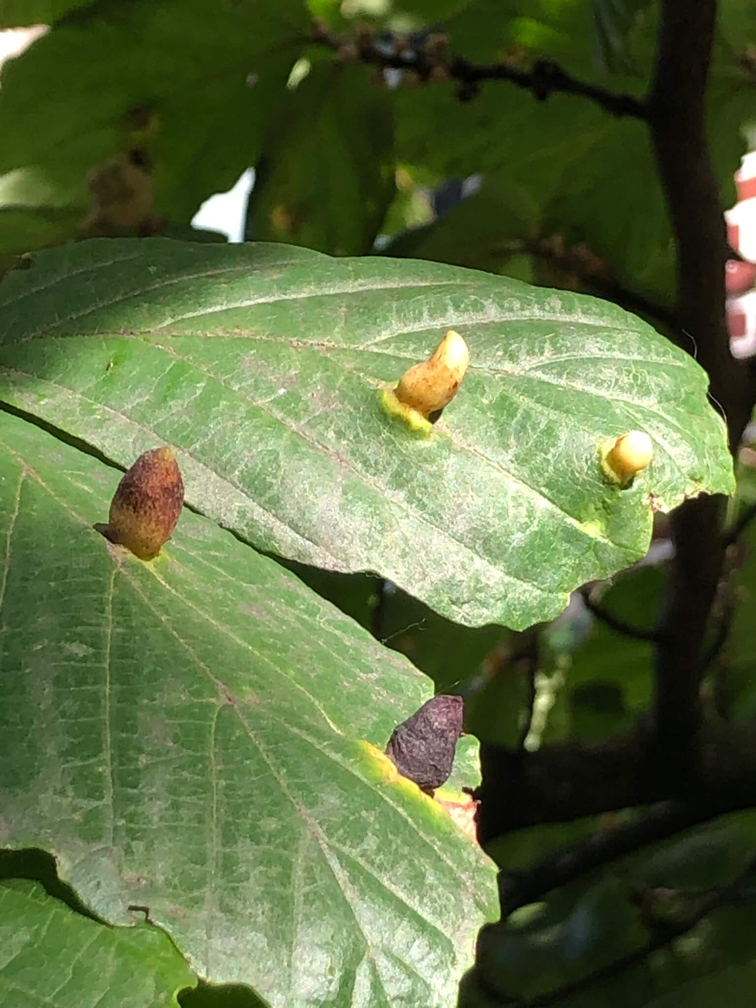 30 Types of Aphids In North America (Pictures & Identification)