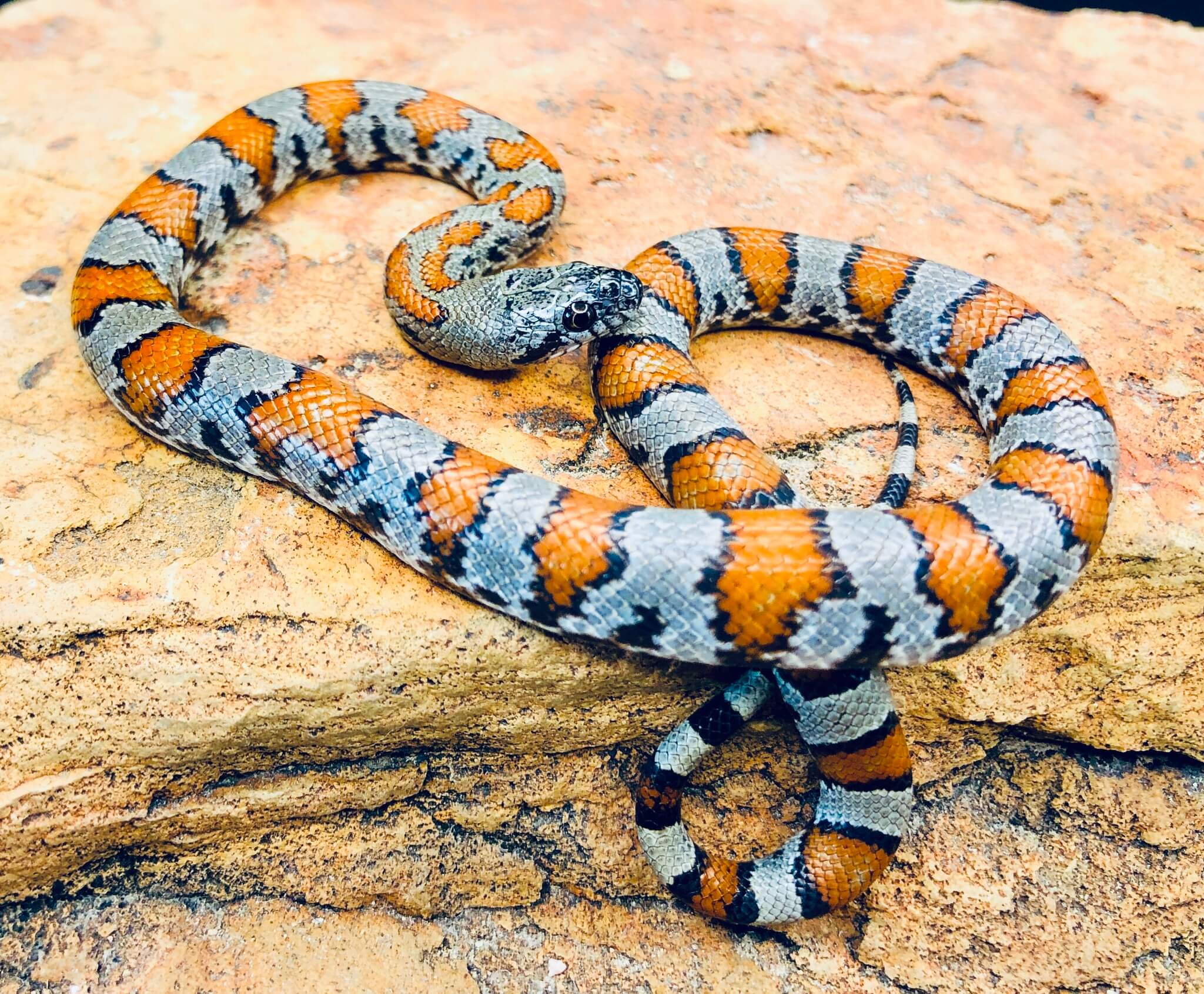 13 Vivid Orange Snakes You Might Encounter (with Pictures)