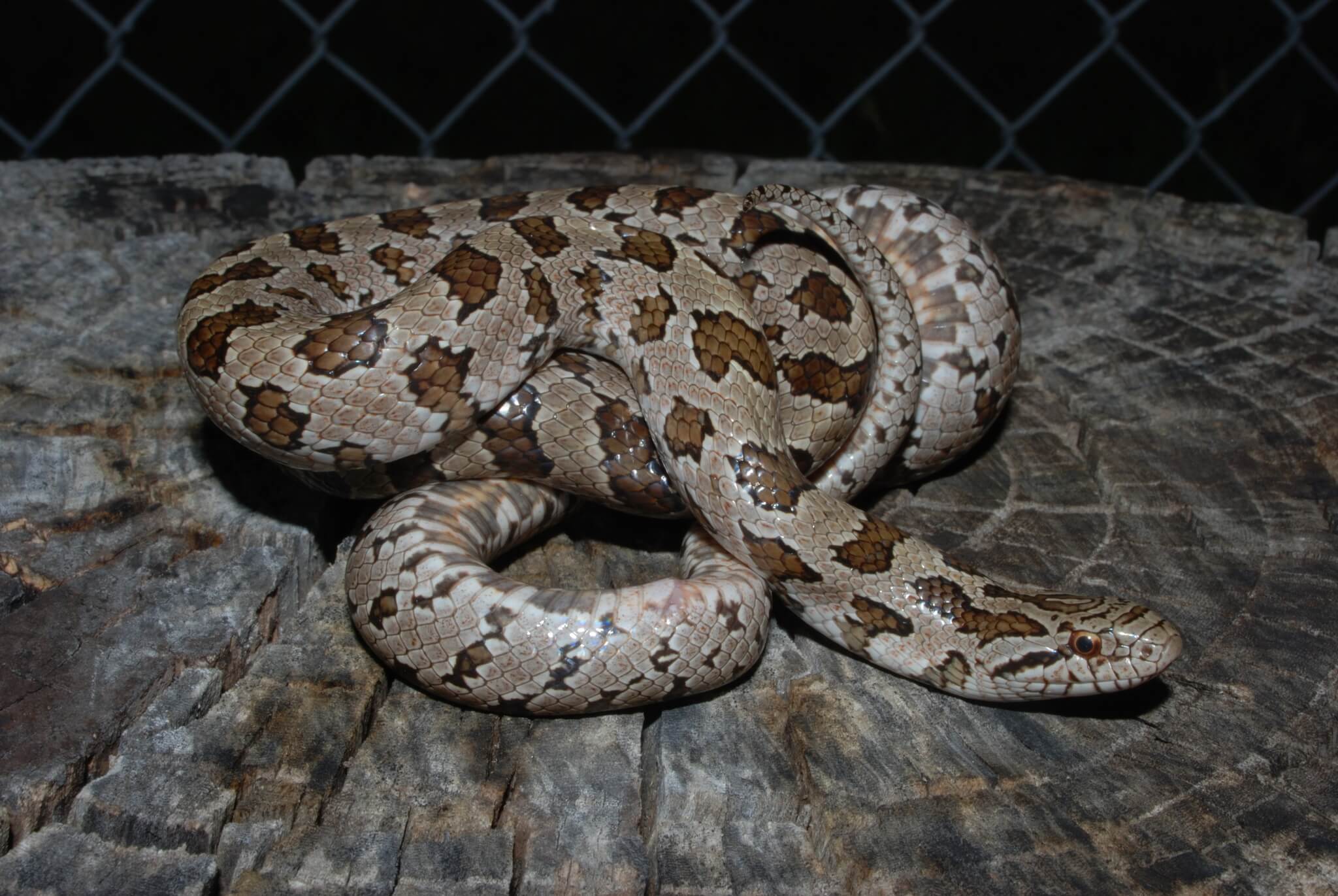 18 Gray Snakes You May See (Some Species Are Venomous)