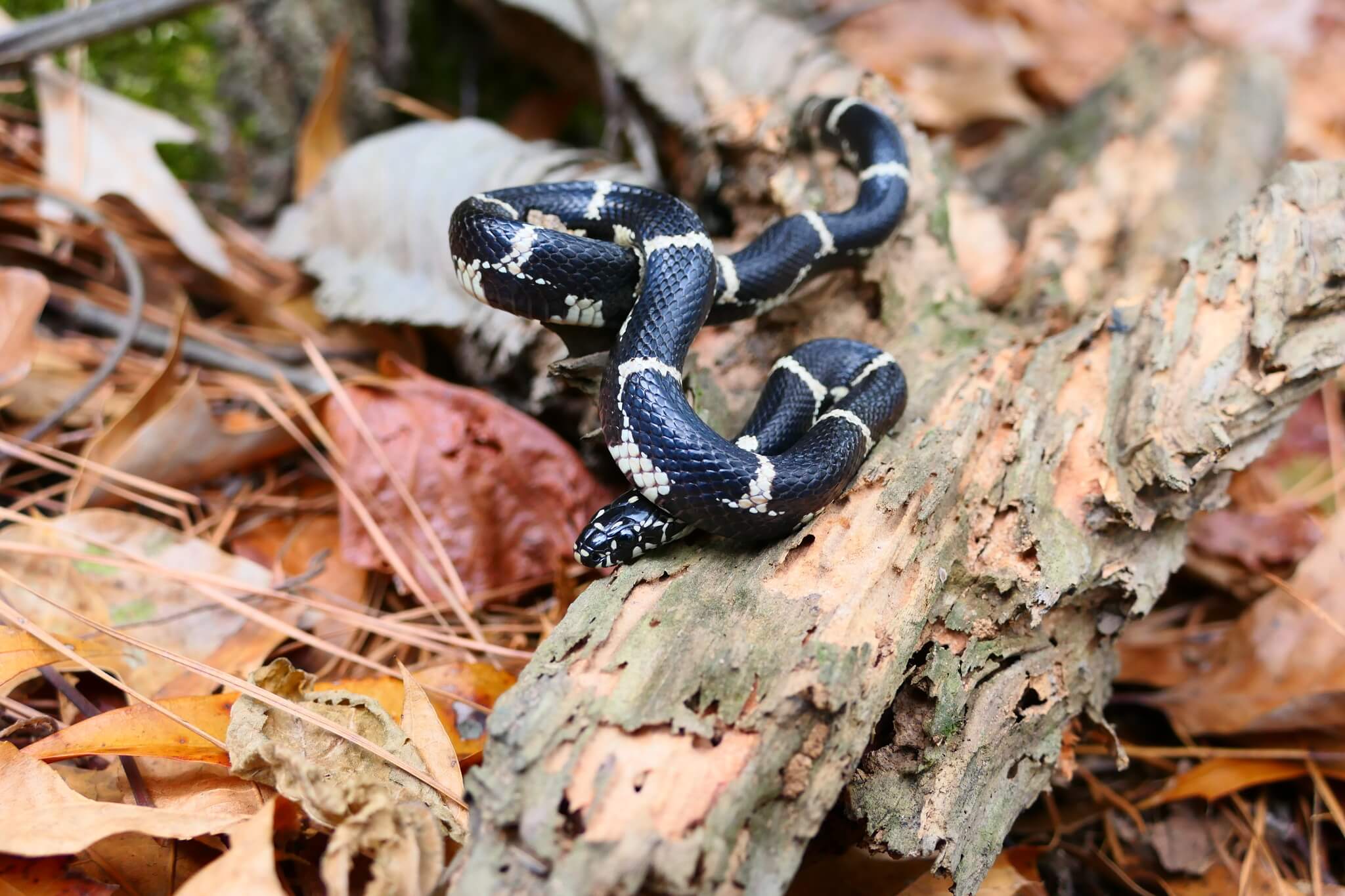 13 Types of Black Snakes with Pictures - Identification Guide