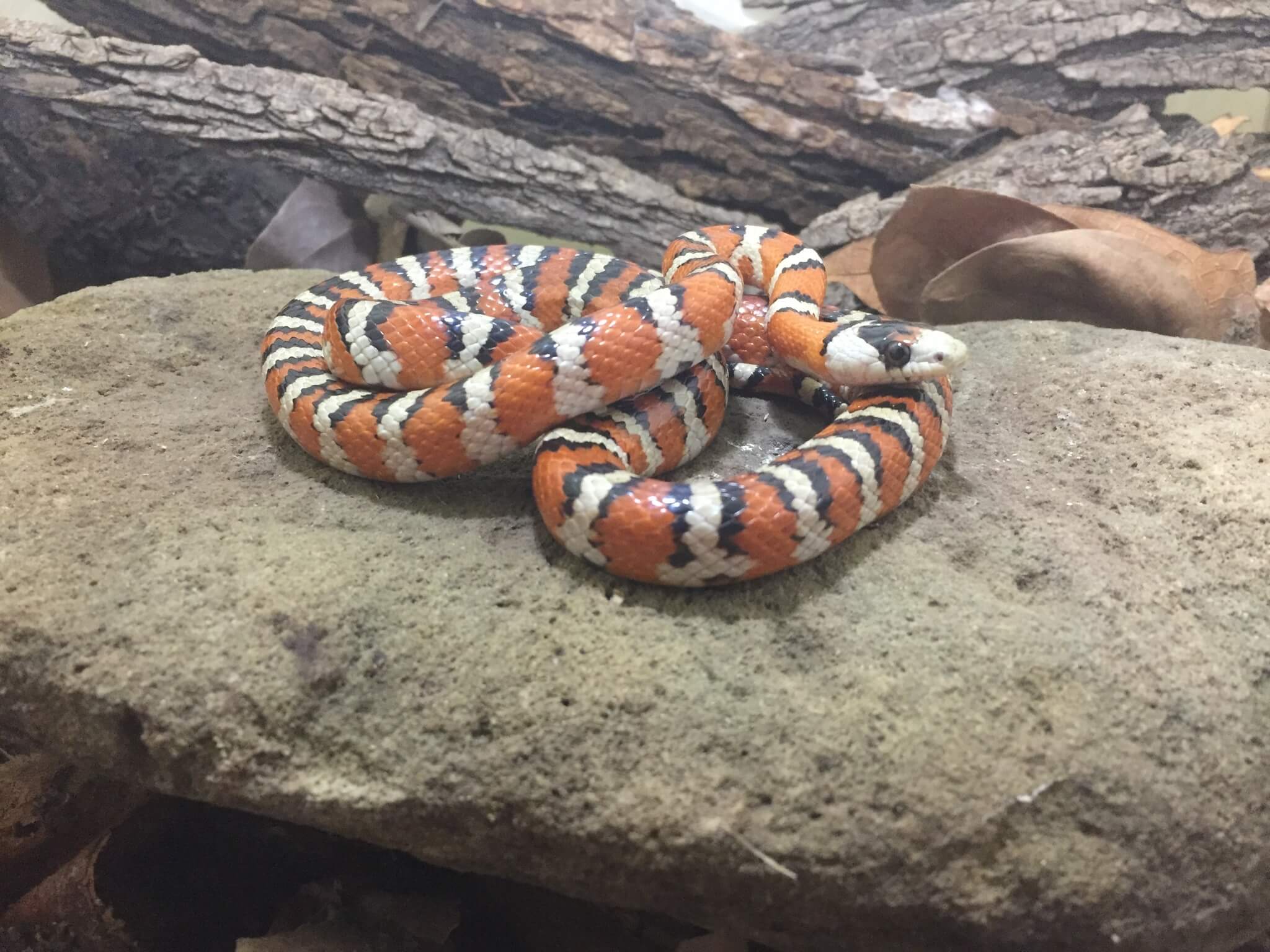 13 Vivid Orange Snakes You Might Encounter (with Pictures)