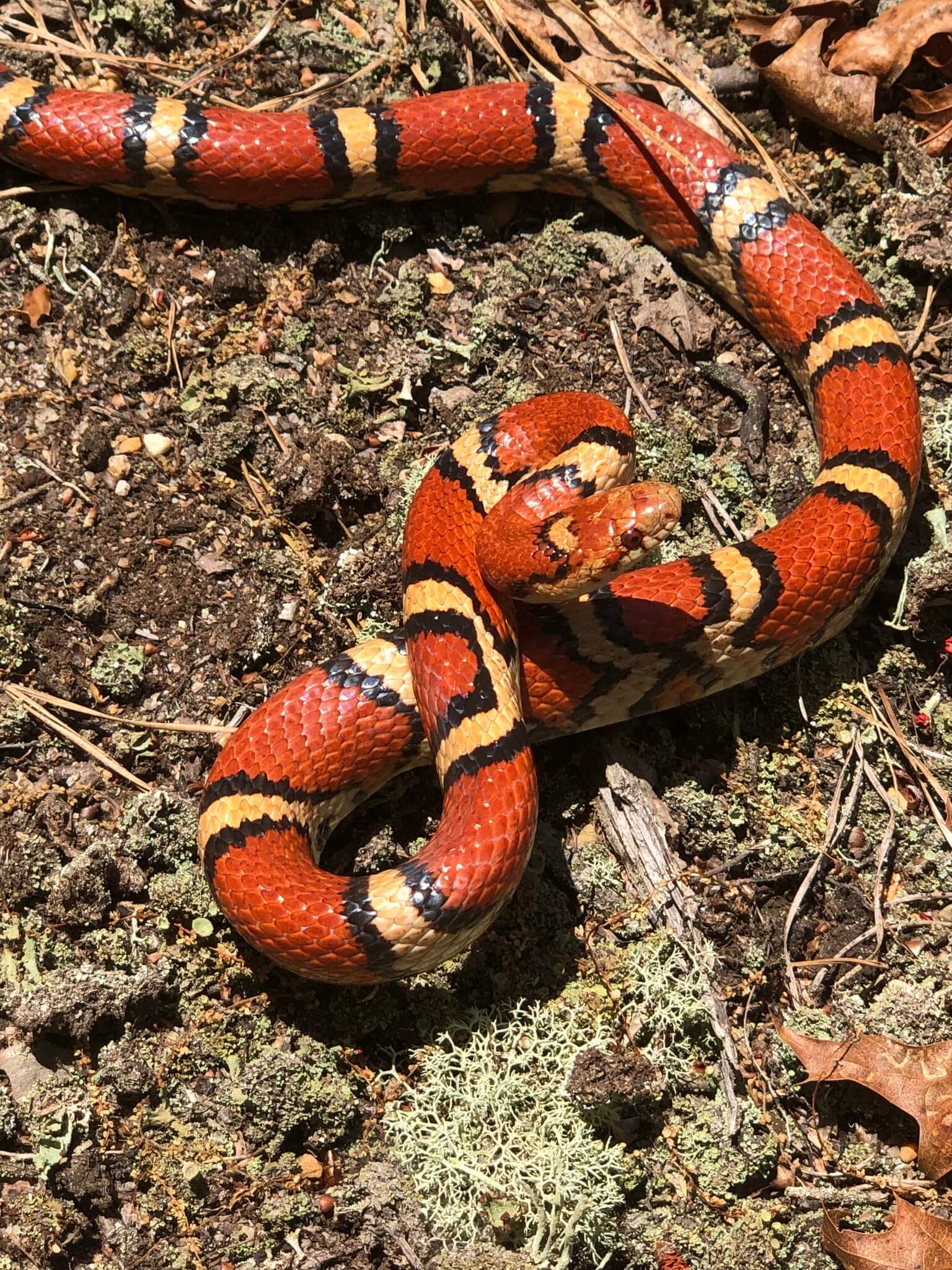 13 Vivid Orange Snakes You Might Encounter (with Pictures)