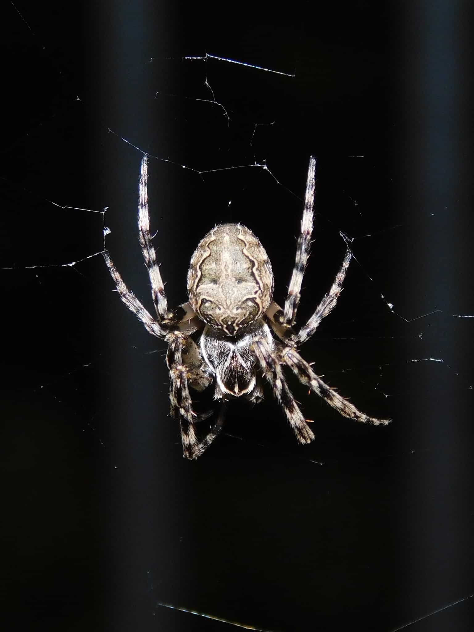 8 Types of Gray Spiders (Pictures and Identification)