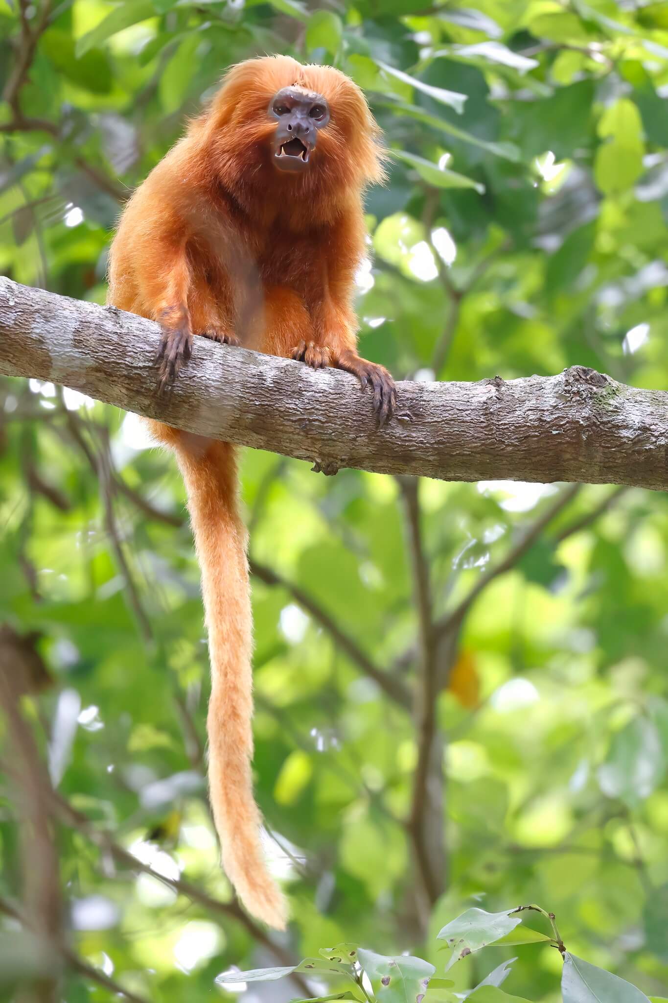 18 Types of Orange Monkeys (with Pictures)
