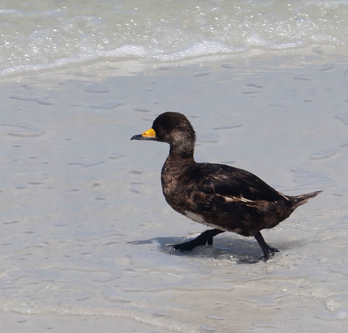 17 Types of Black Ducks (Wild and Domestic Breeds)