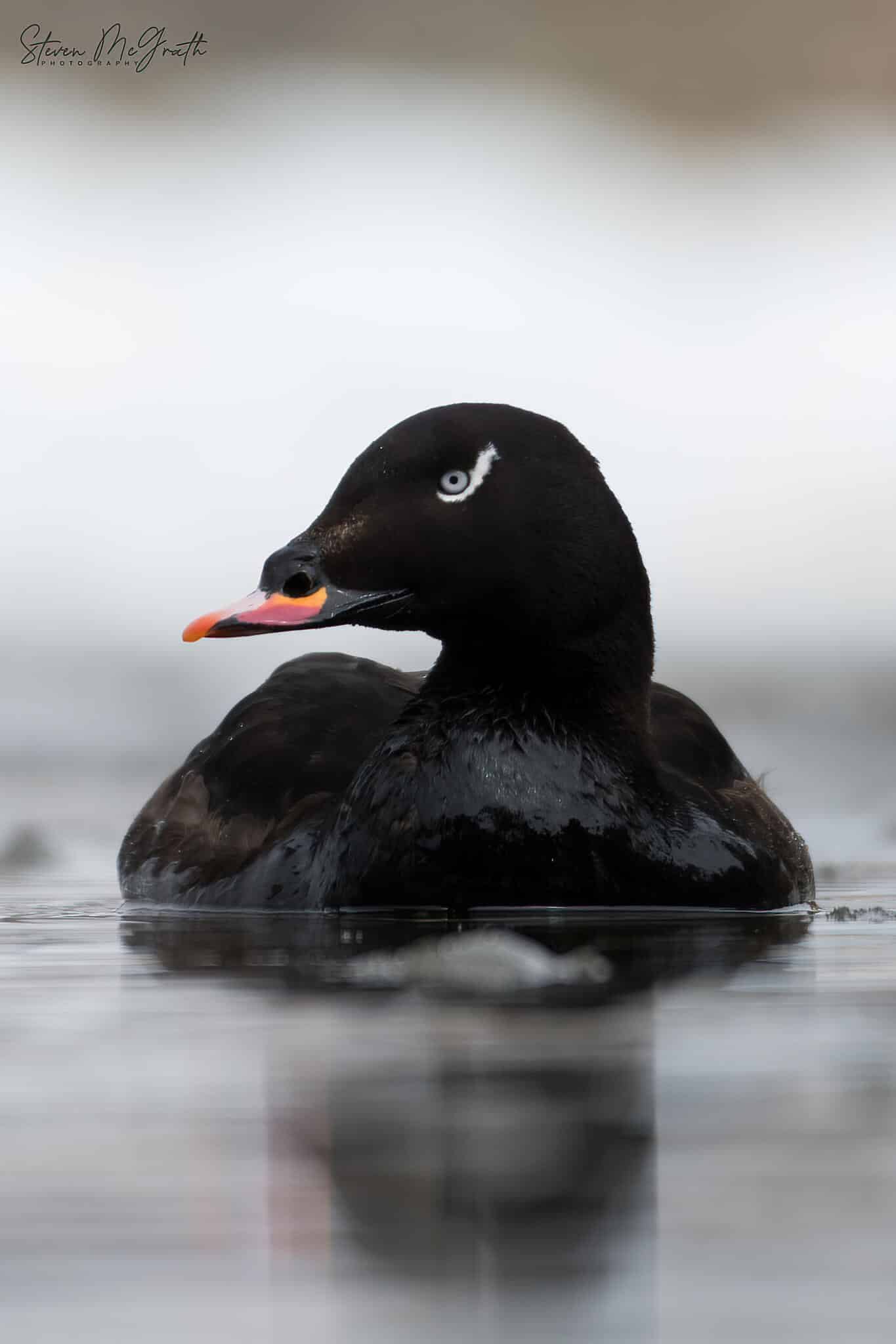 17 Types of Black Ducks (Wild and Domestic Breeds)