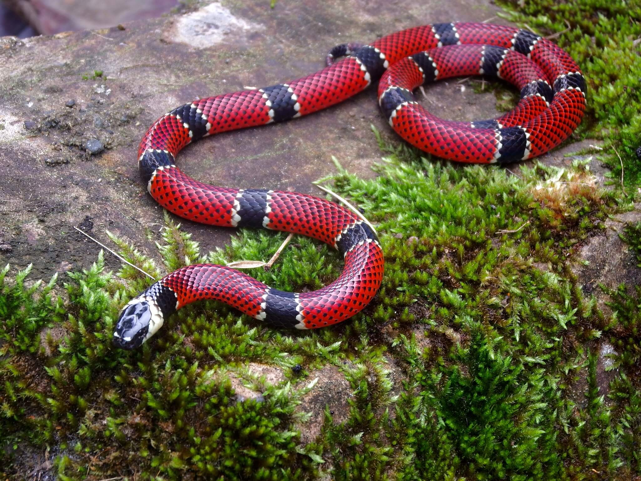 29 Vivid Red Snakes in The World (with Pictures)