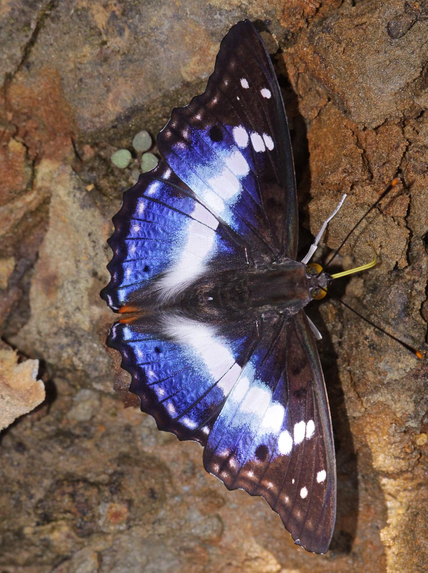 23 Amazing Purple Butterflies in The World (with Pictures)