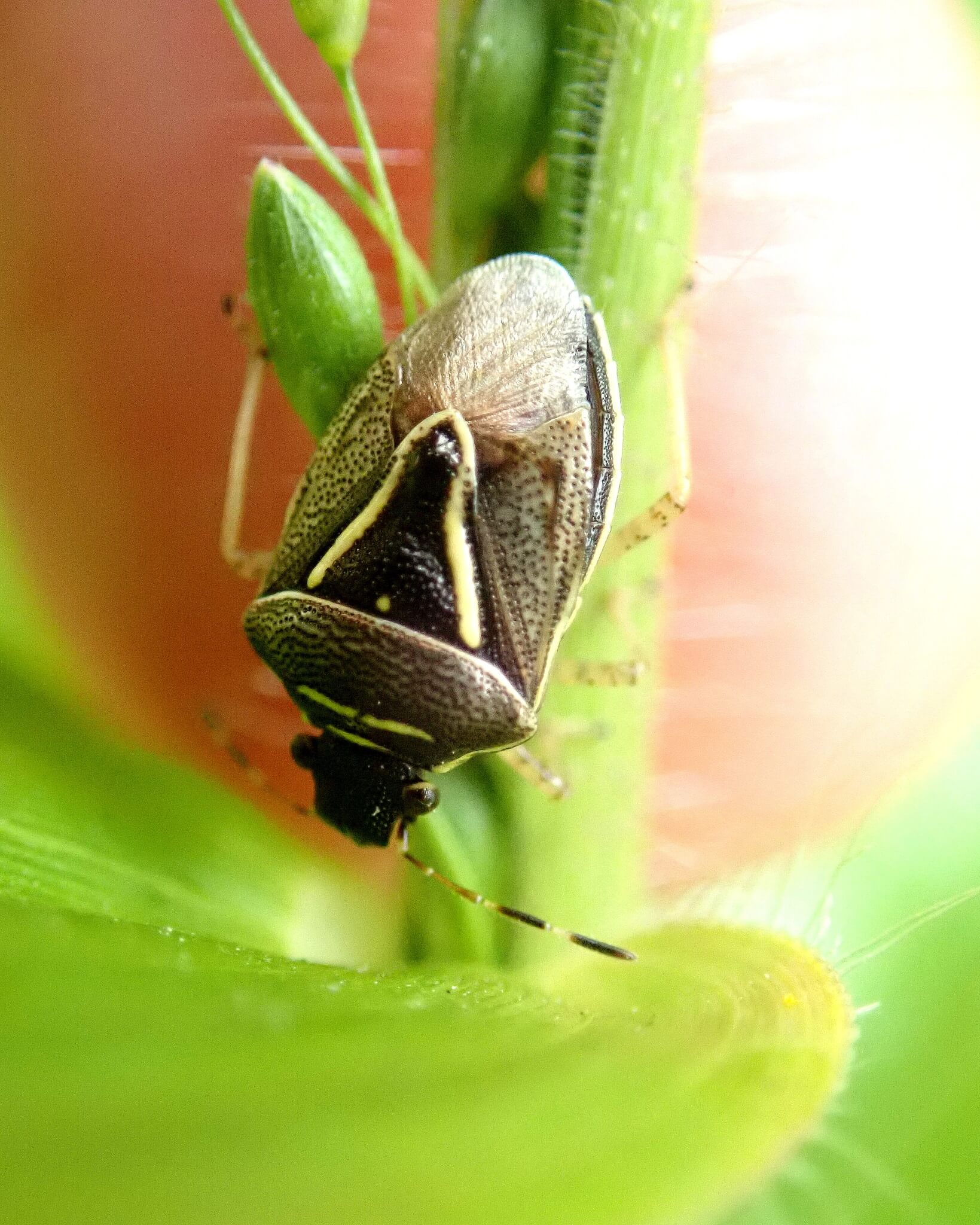 30 Types of Stink Bugs - Identification Guide and Pictures
