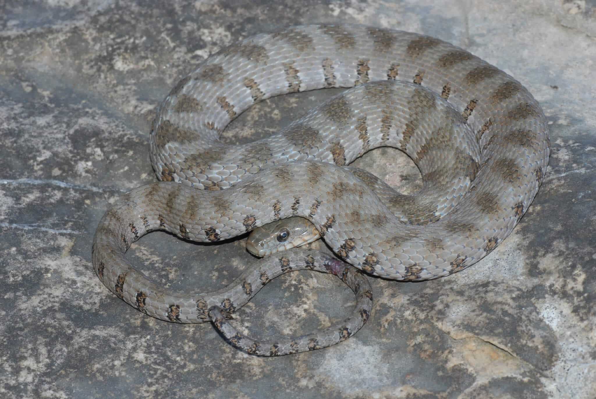 18 Gray Snakes You May See (Some Species Are Venomous)