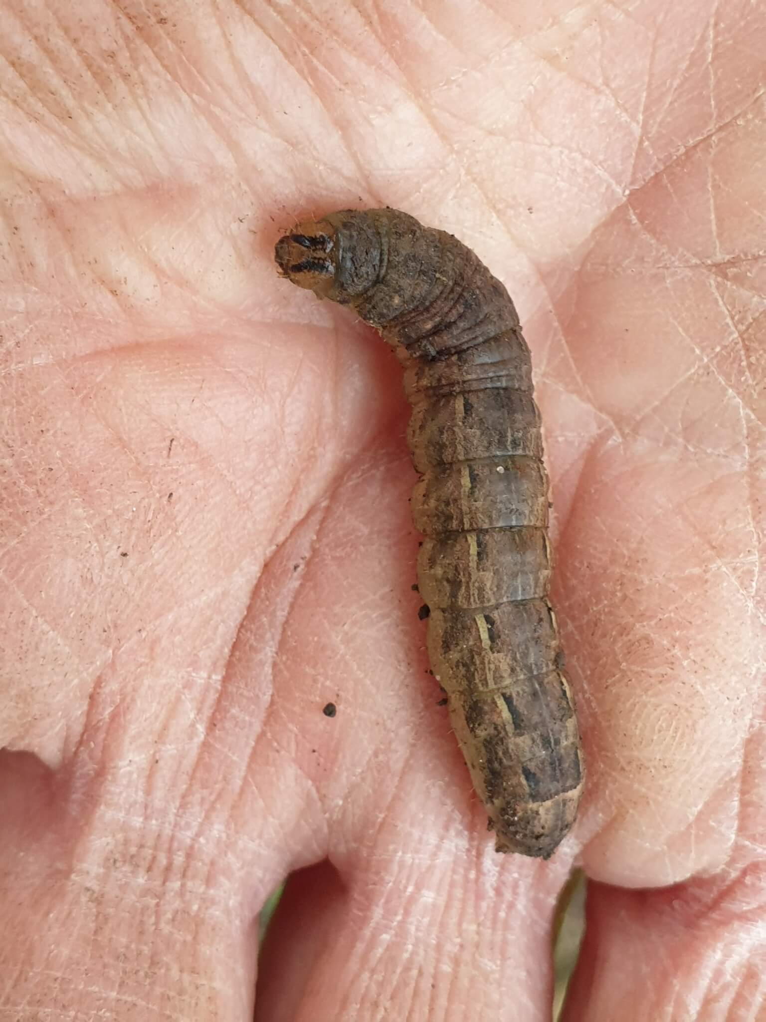 34 Brown Caterpillars of North America (Pictures And Identification)