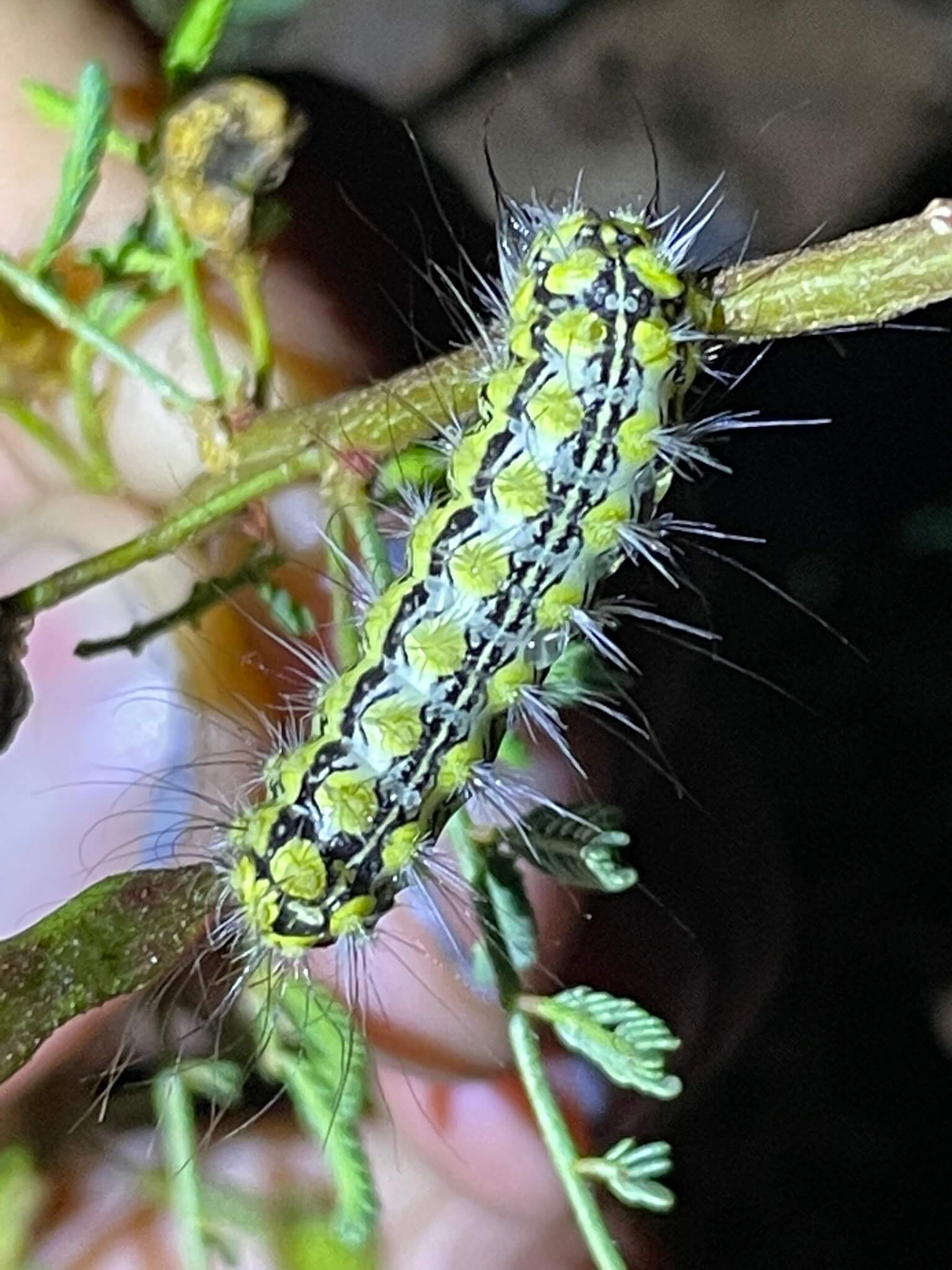 14 Stinging Caterpillars (Some Are Highly Poisonous)