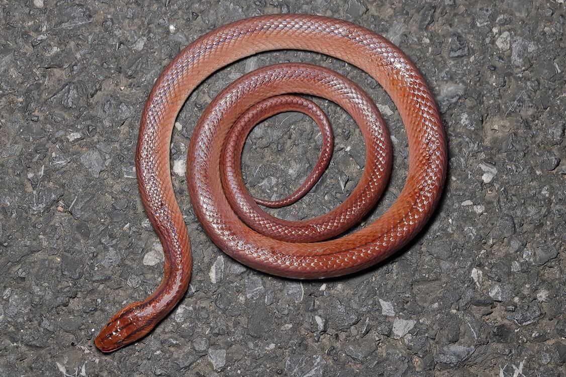 29 Vivid Red Snakes in The World (with Pictures)