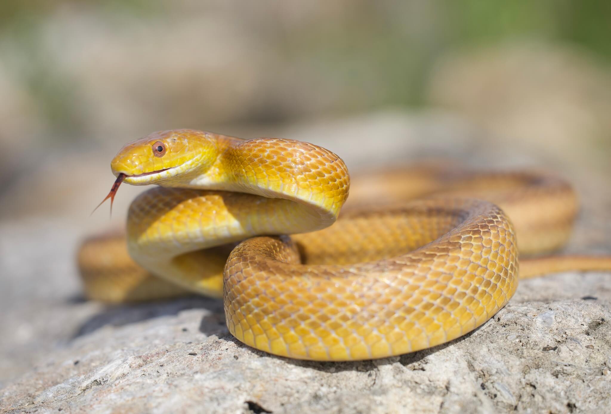 22 Beautiful Yellow Snakes (with Pictures)