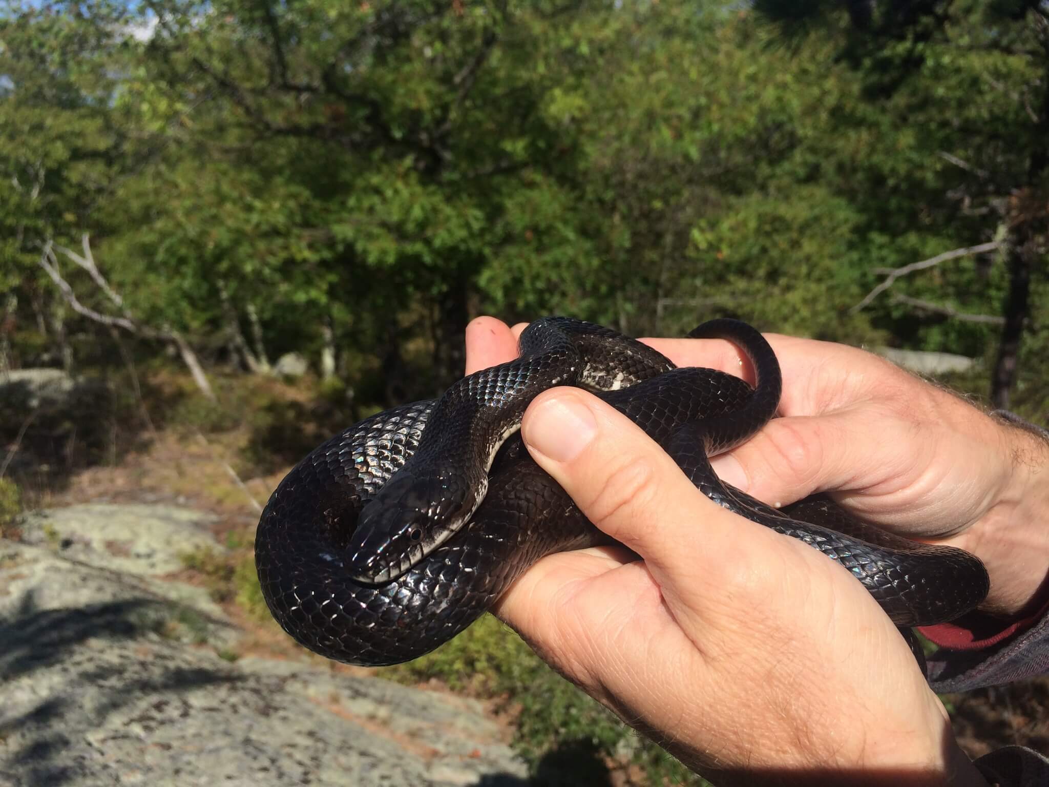 13 Types of Black Snakes with Pictures - Identification Guide