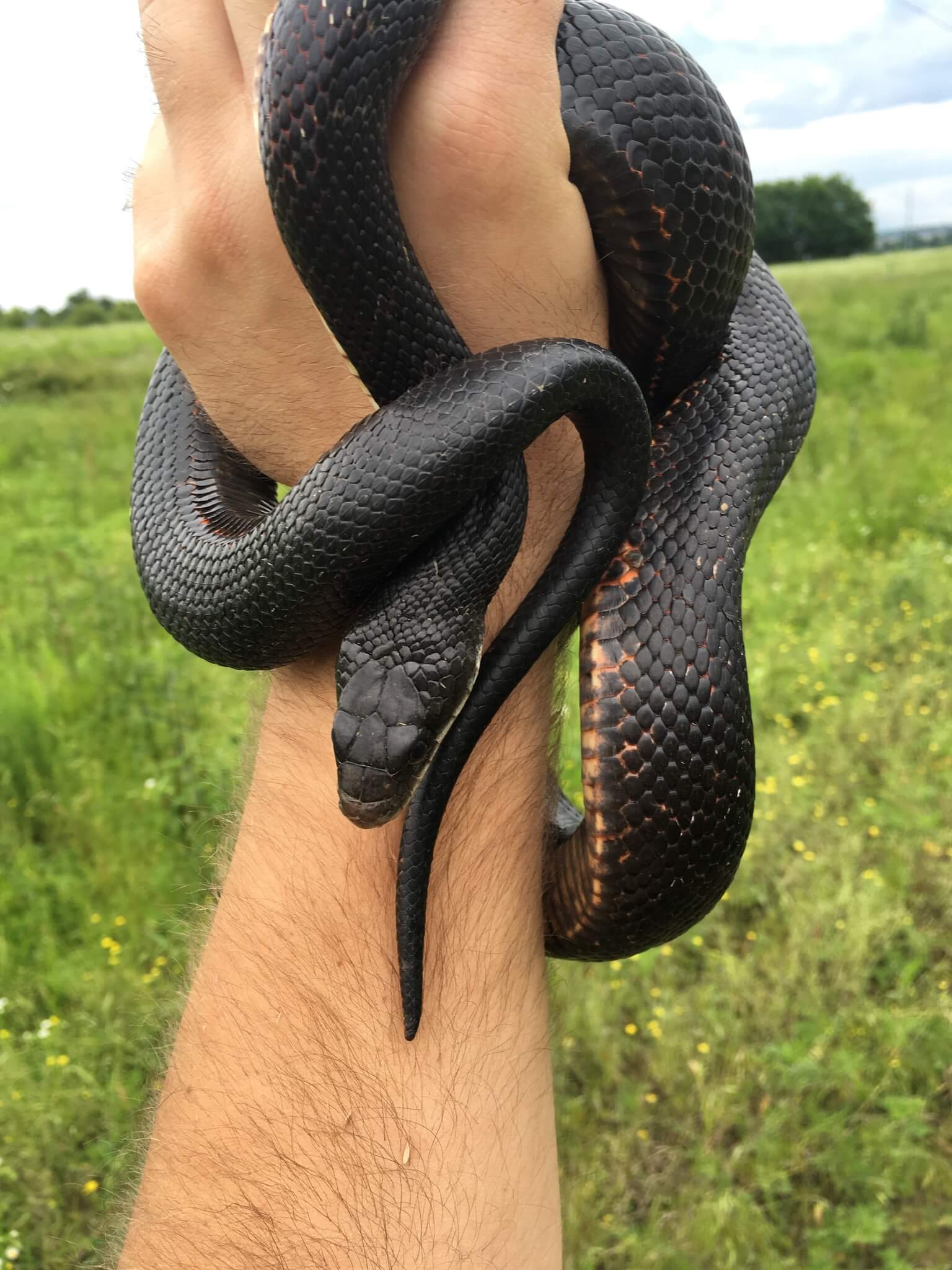 13 Types of Black Snakes with Pictures - Identification Guide