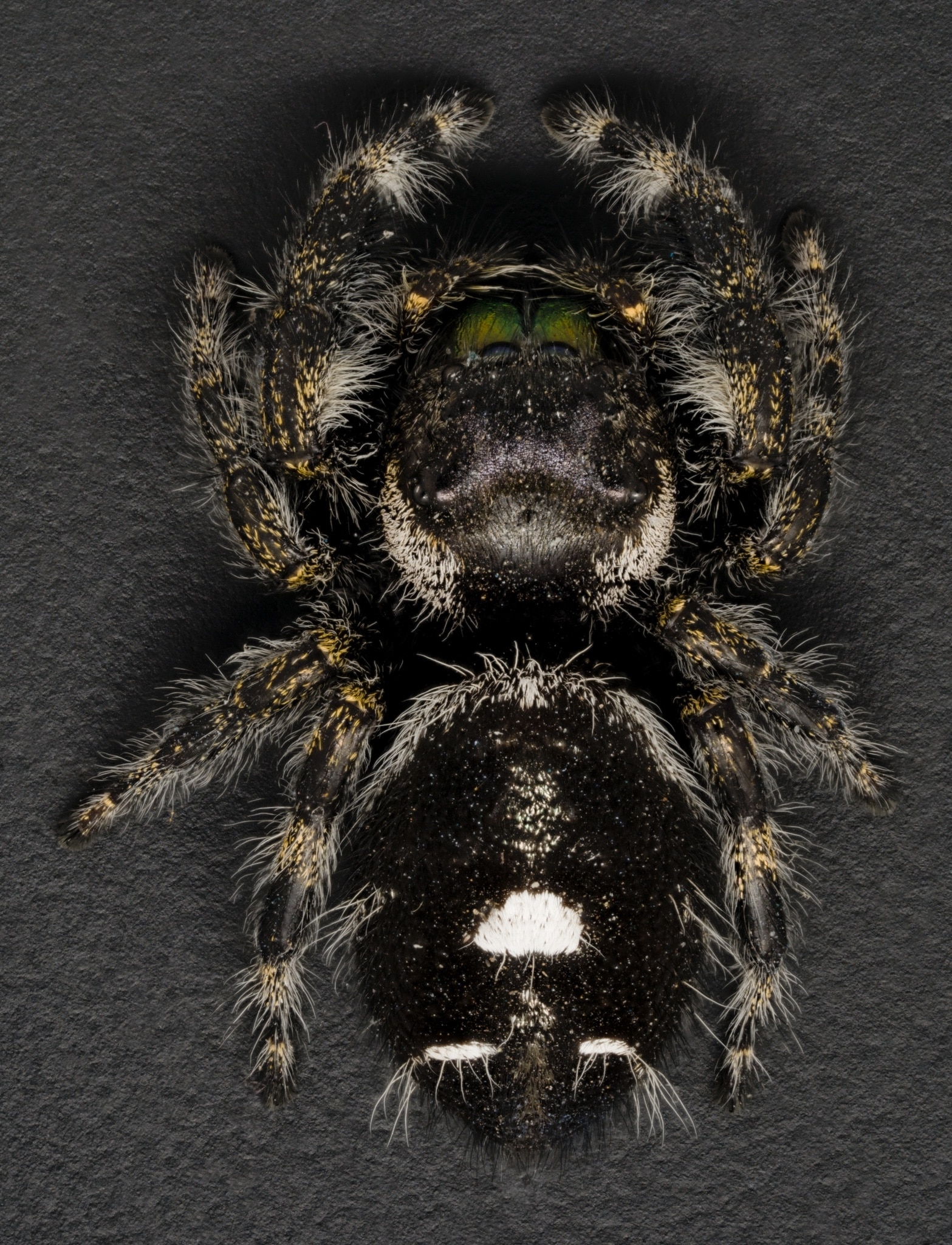Pet Jumping Spider: Complete Care Guide