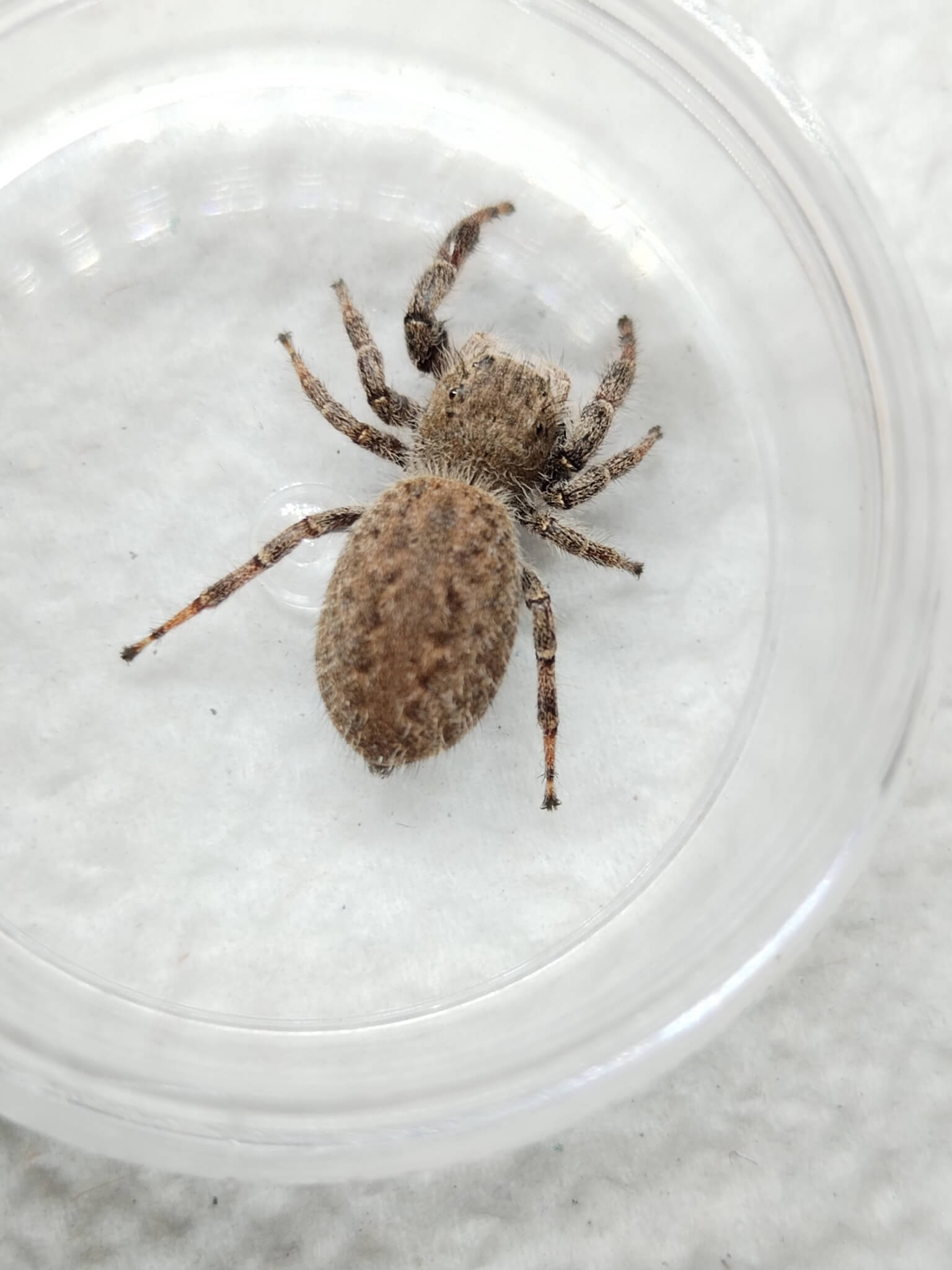 8 Types of Gray Spiders (Pictures and Identification)