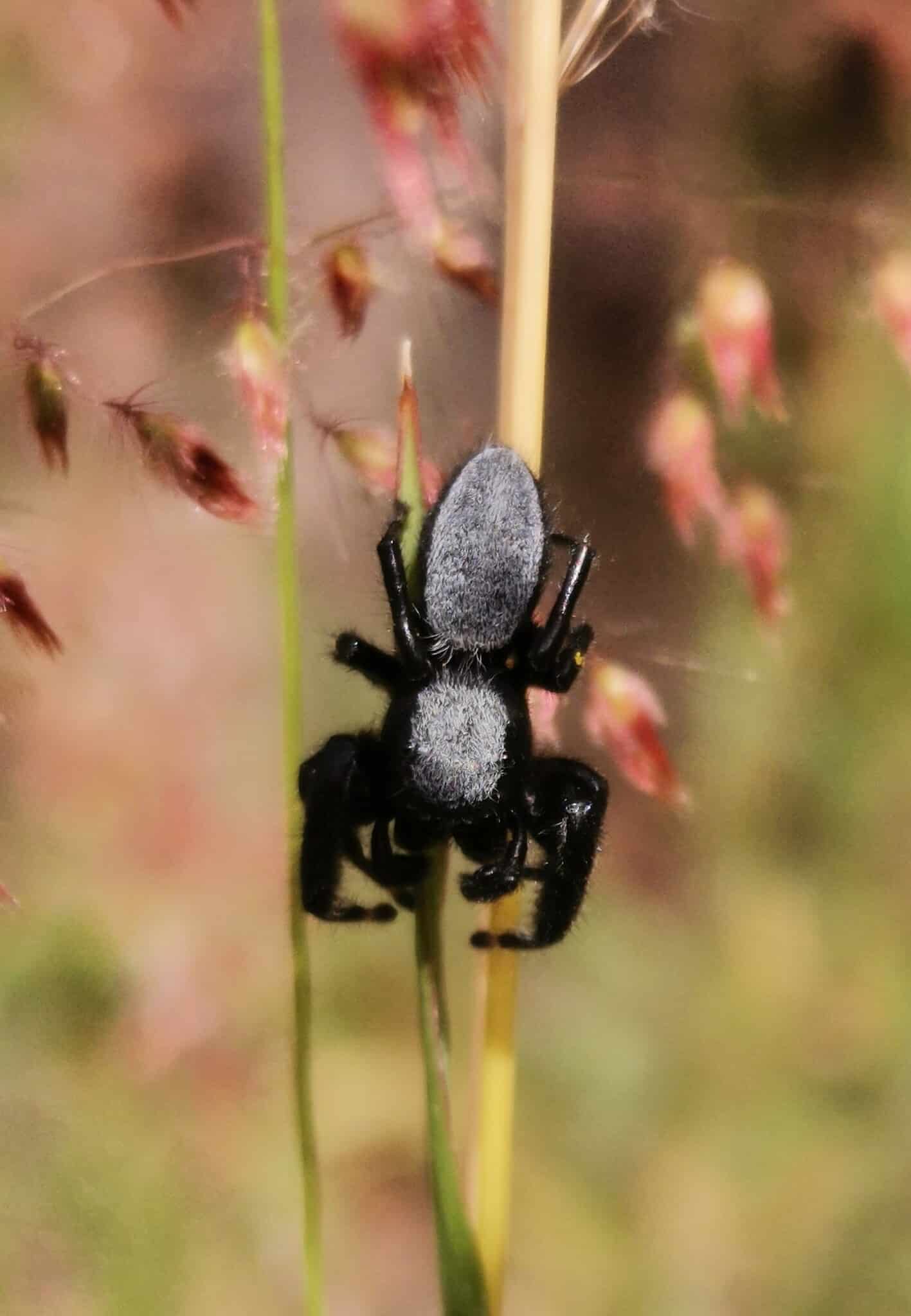 8 Types of Gray Spiders (Pictures and Identification)