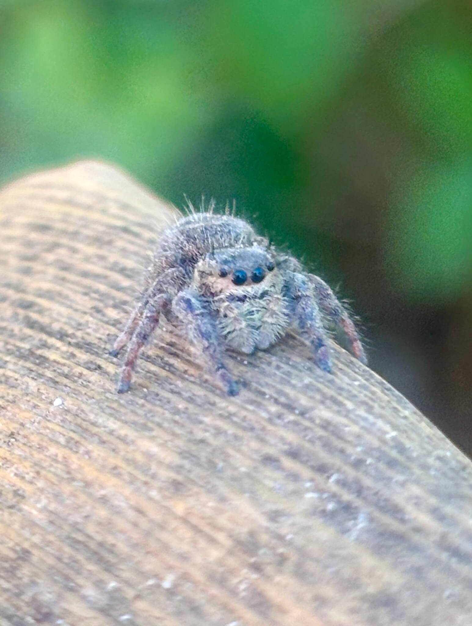 8 Types of Gray Spiders (Pictures and Identification)