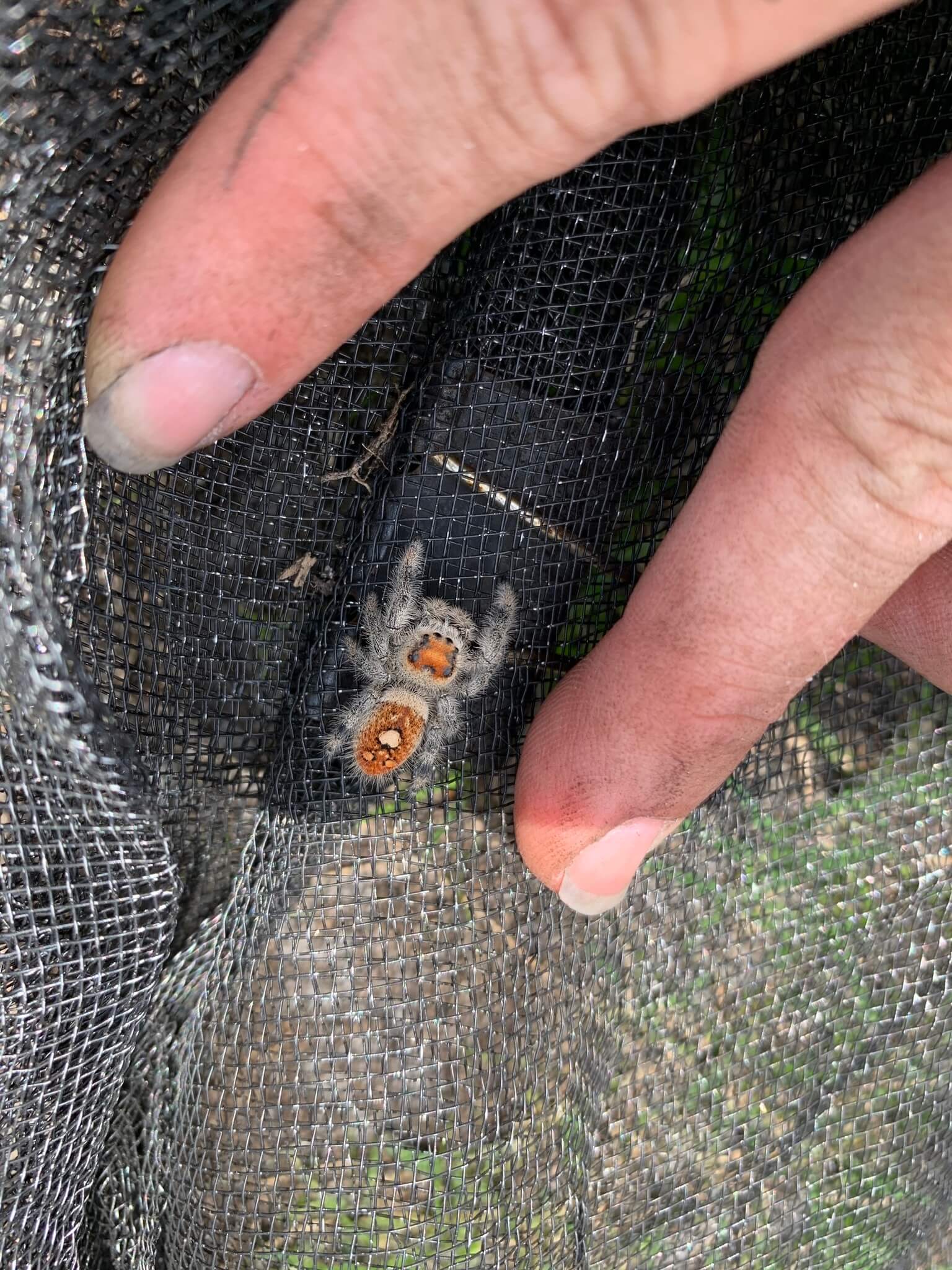 Pet Jumping Spider: Complete Care Guide