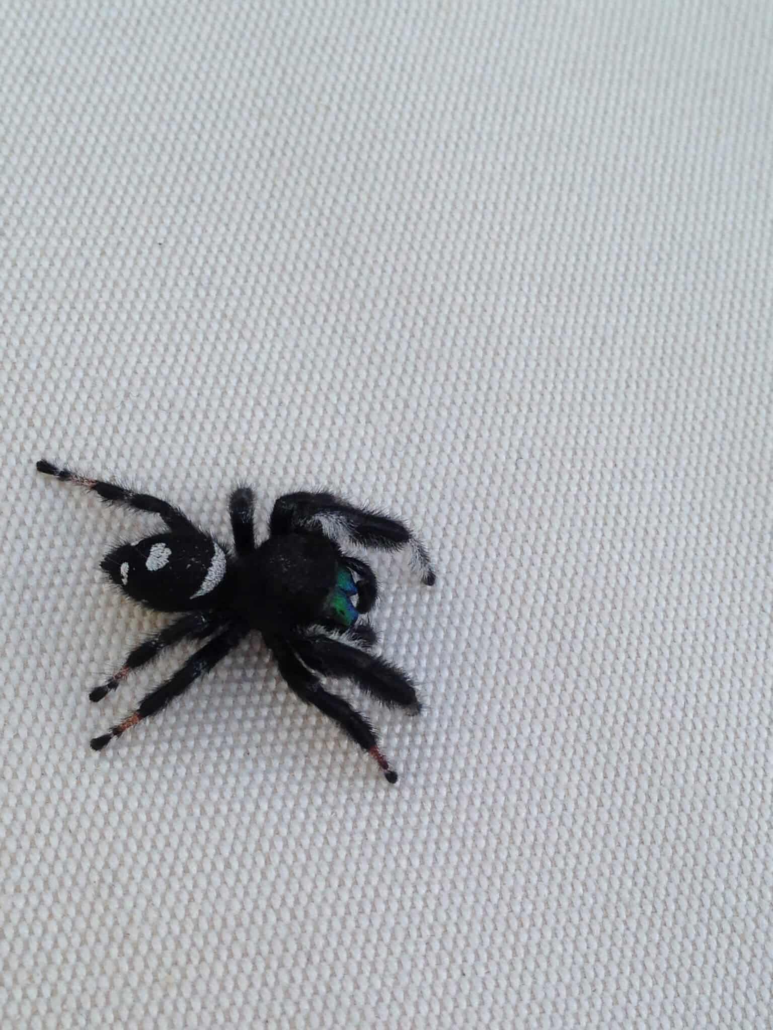 Pet Jumping Spider: Complete Care Guide
