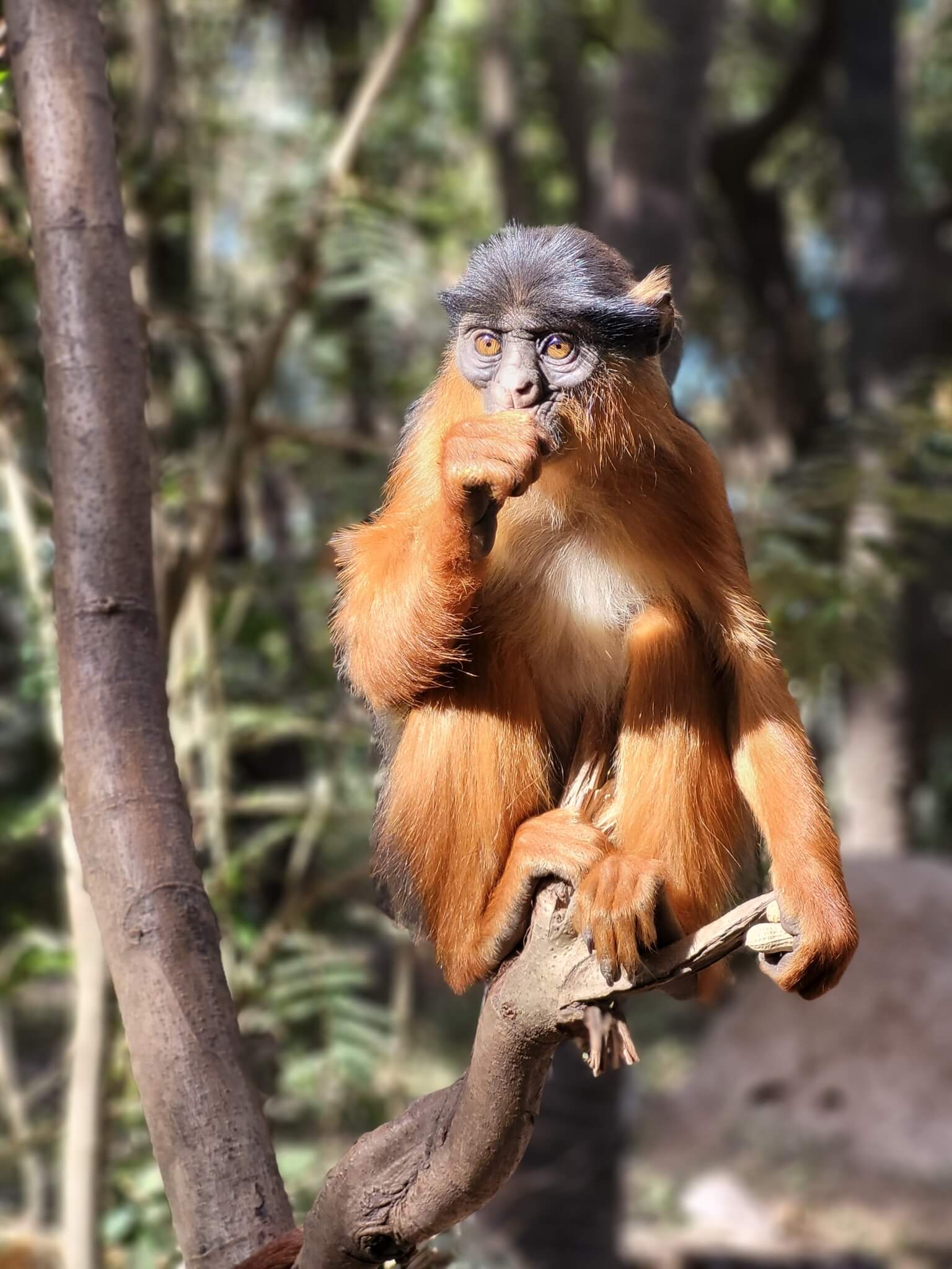 11 Types of Red Monkeys (with Pictures)