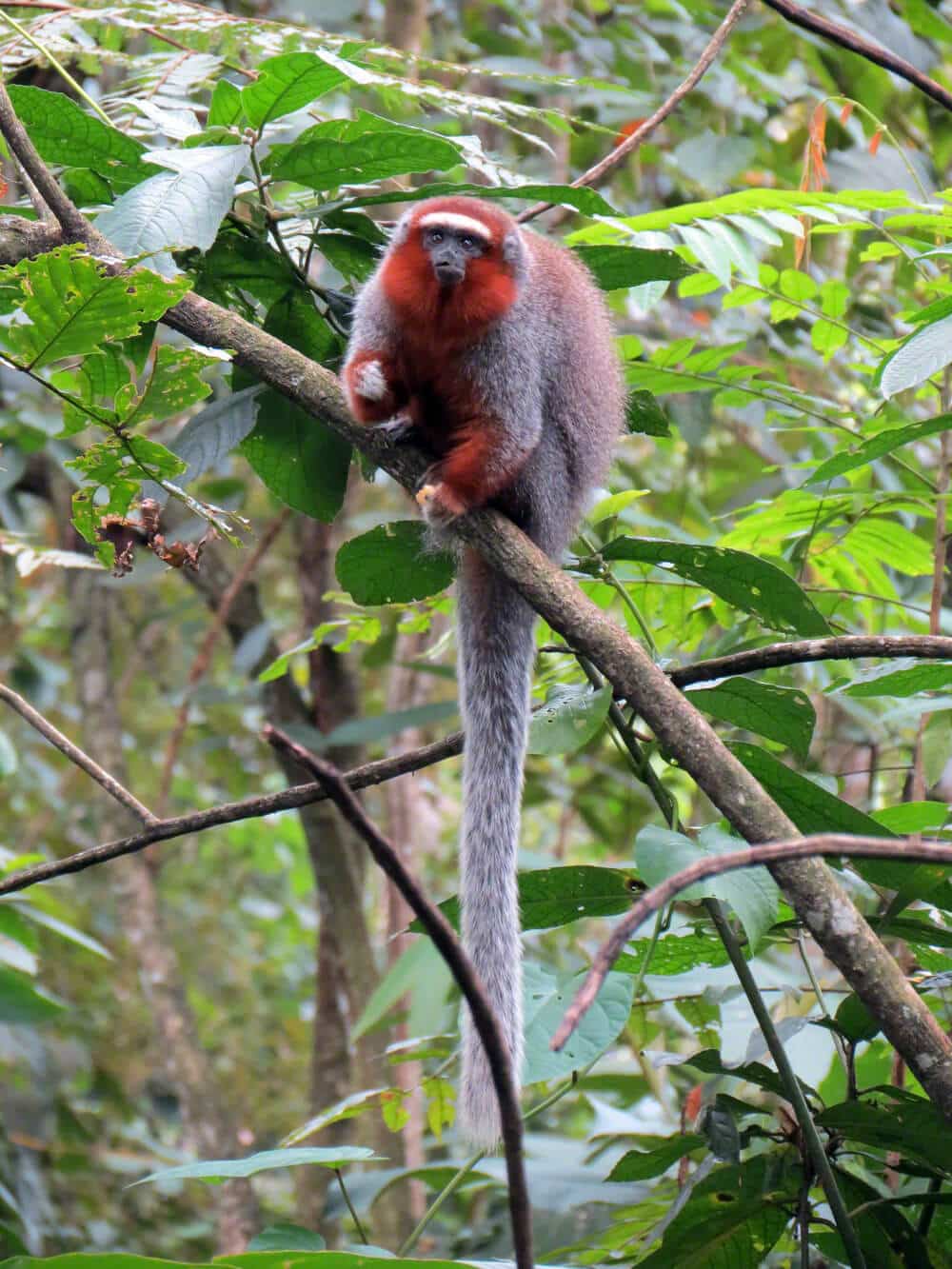 11 Types of Red Monkeys (with Pictures)
