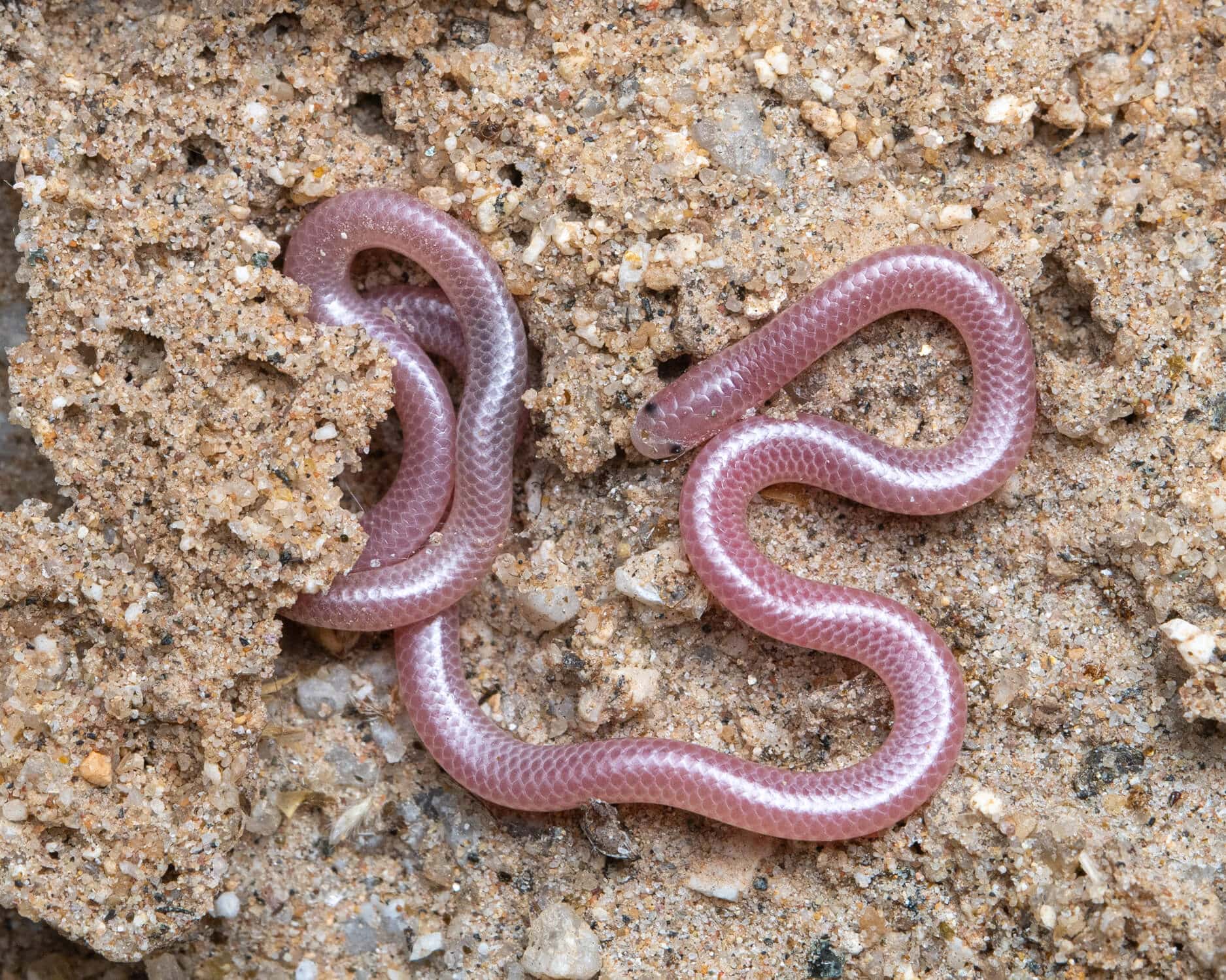 20 Beautiful Pink Snakes in The World (with Pictures)