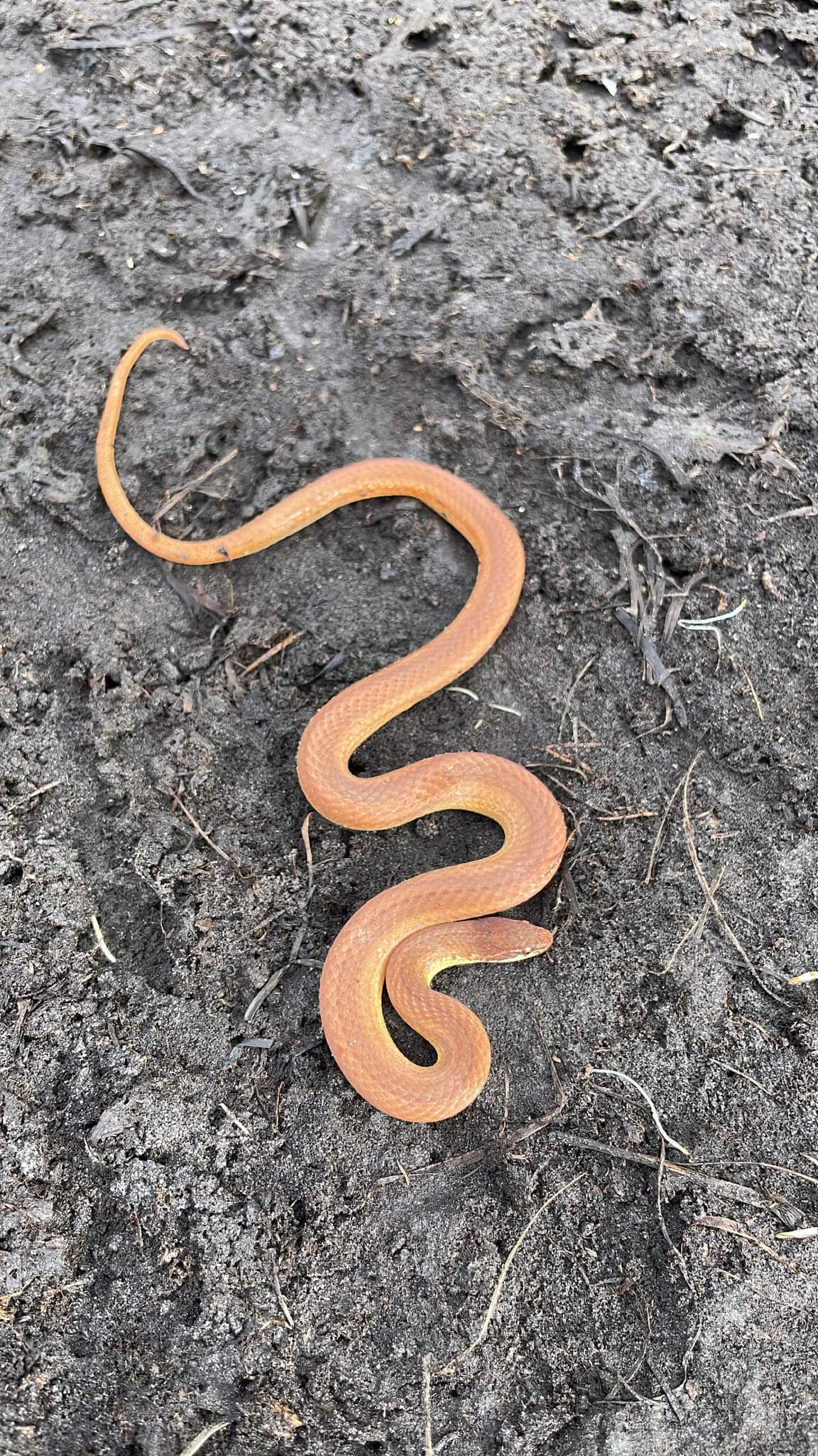 13 Vivid Orange Snakes You Might Encounter (with Pictures)
