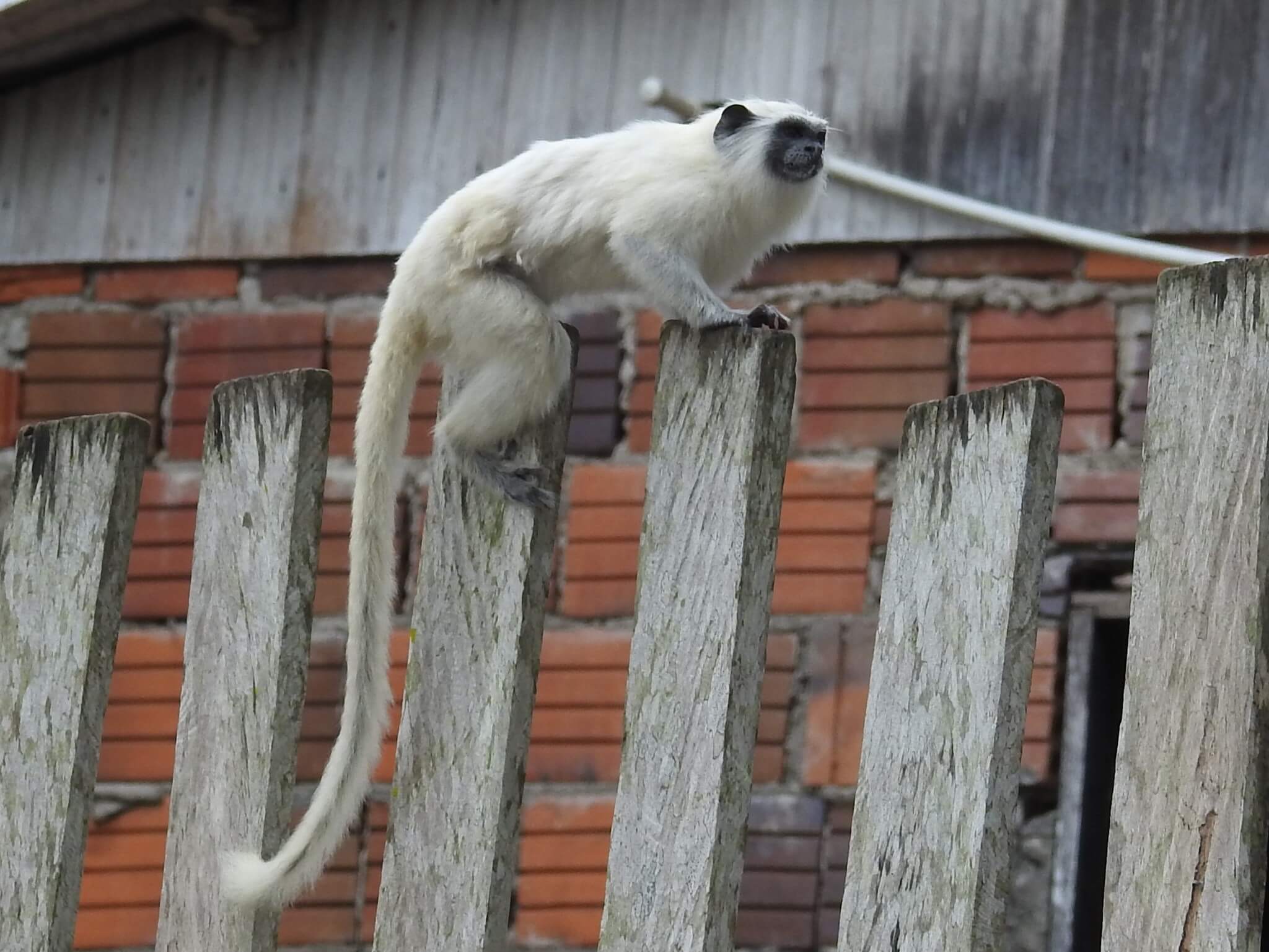 15 Rare White Monkeys in The World (with Pictures)