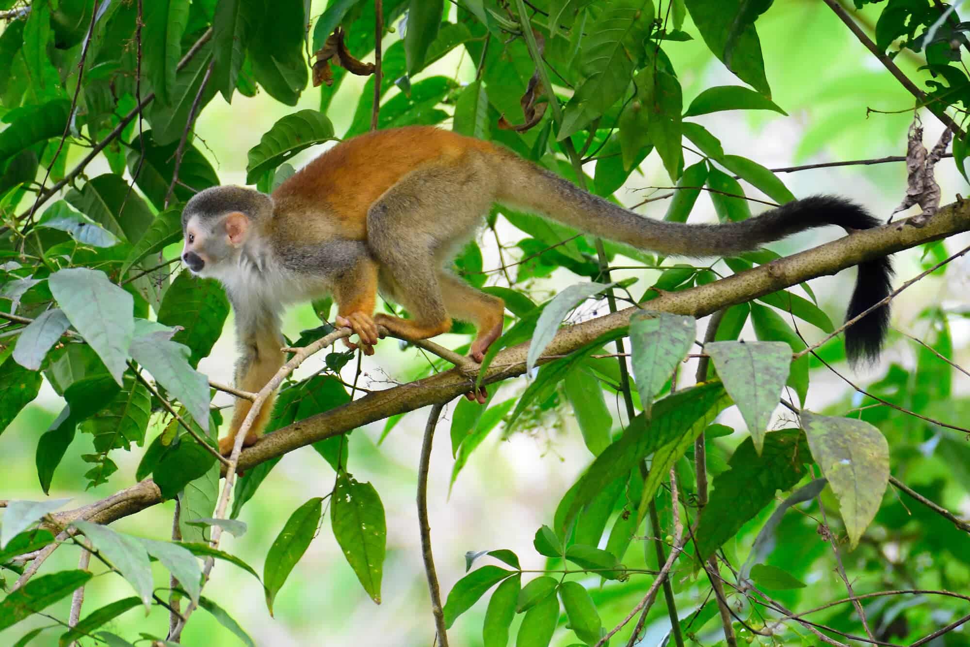 18 Types of Orange Monkeys (with Pictures)