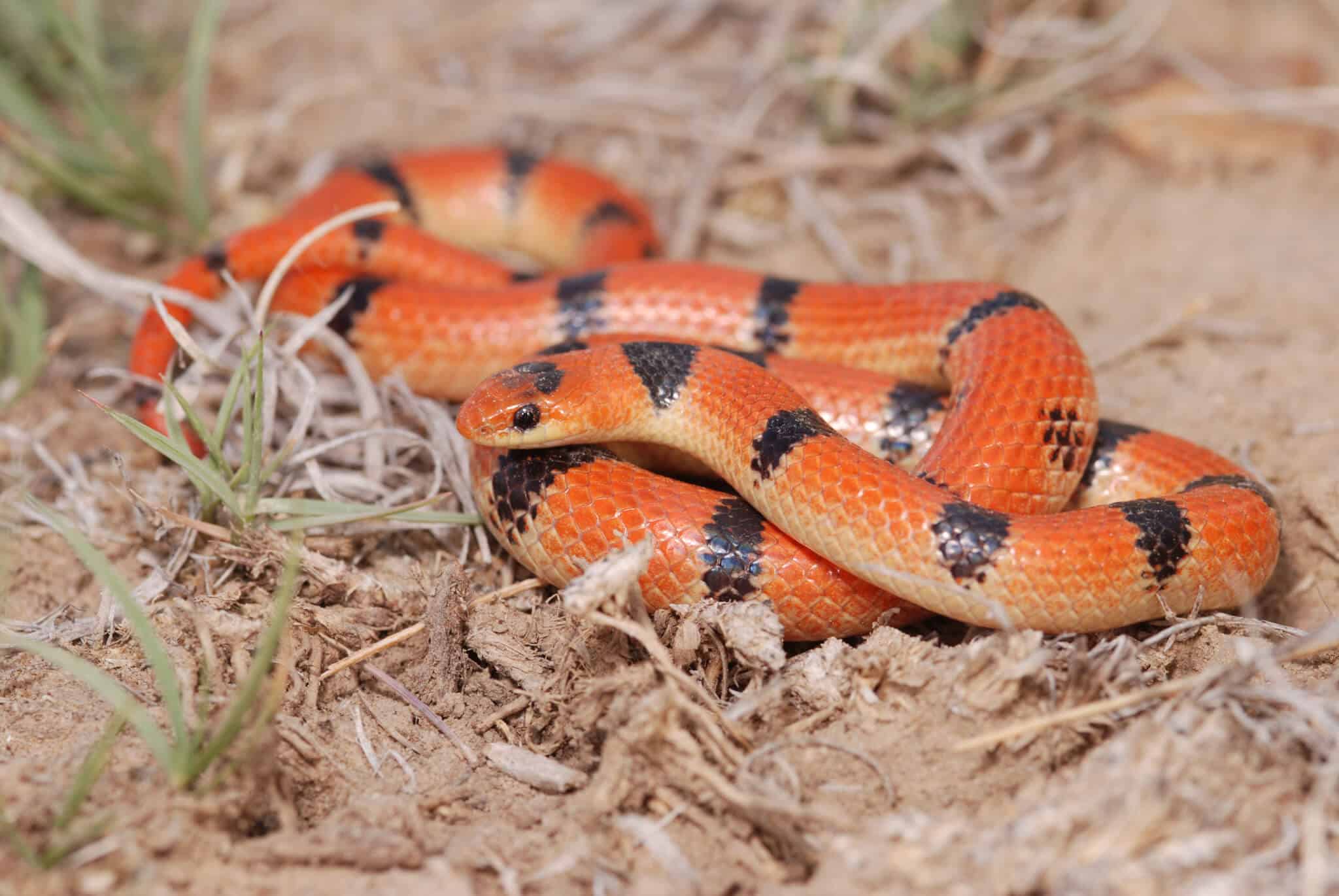 13 Vivid Orange Snakes You Might Encounter (with Pictures)