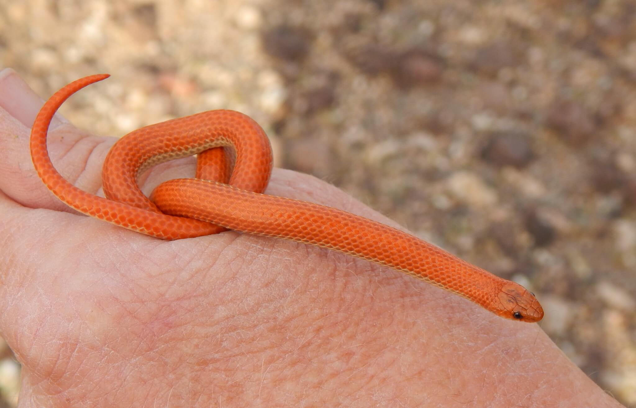 13 Vivid Orange Snakes You Might Encounter (with Pictures)