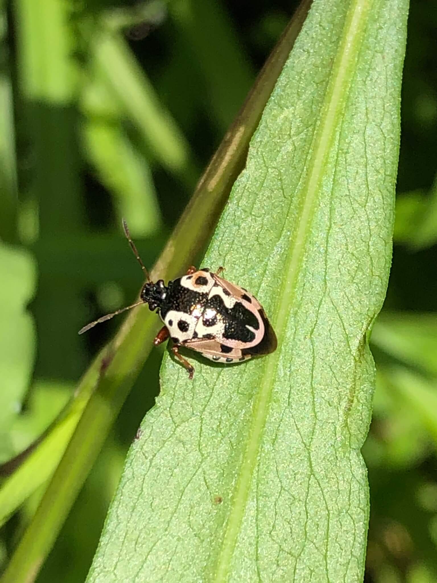 30 Types of Stink Bugs - Identification Guide and Pictures