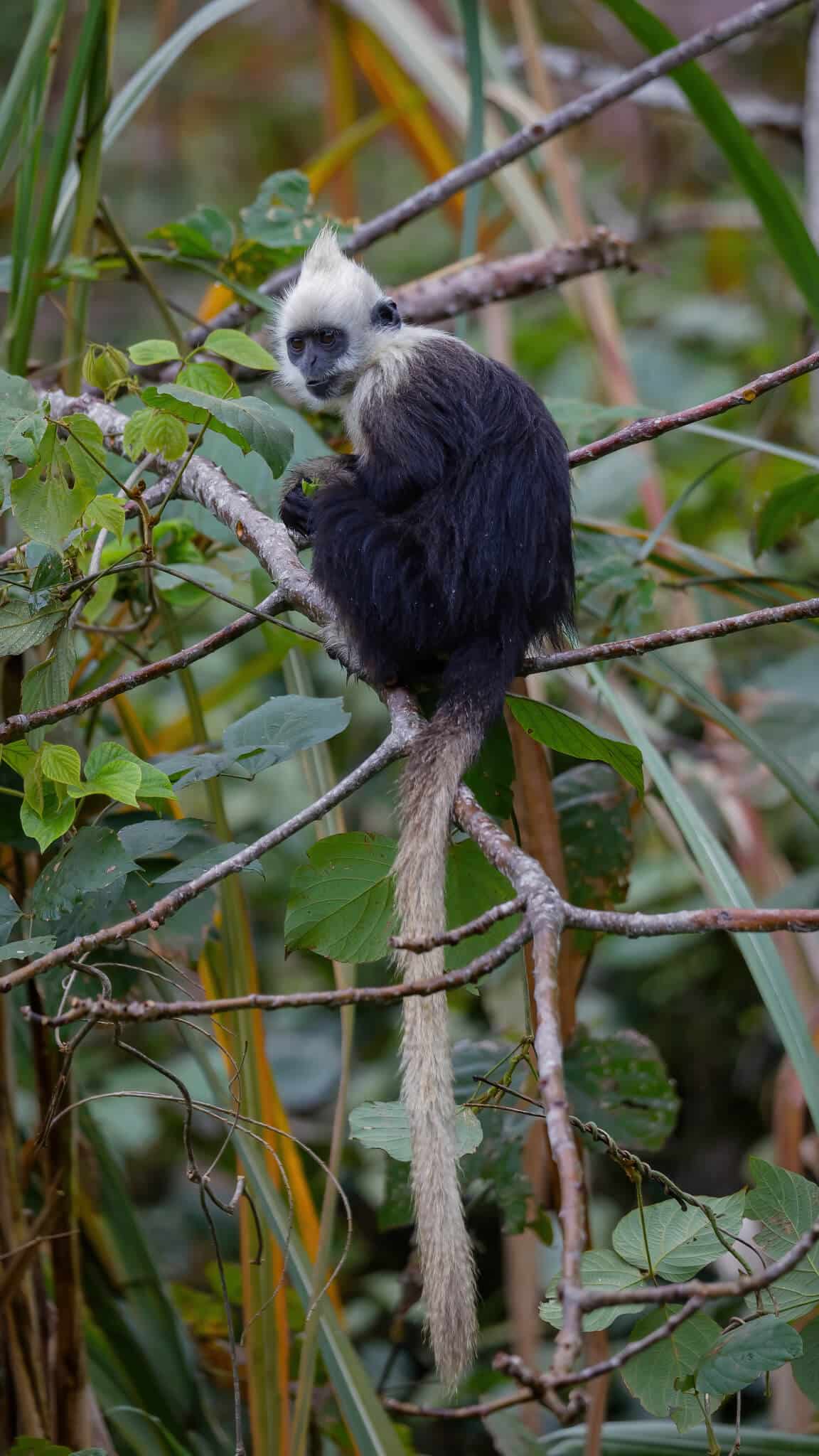 21 Black and White Monkeys (with Pictures)